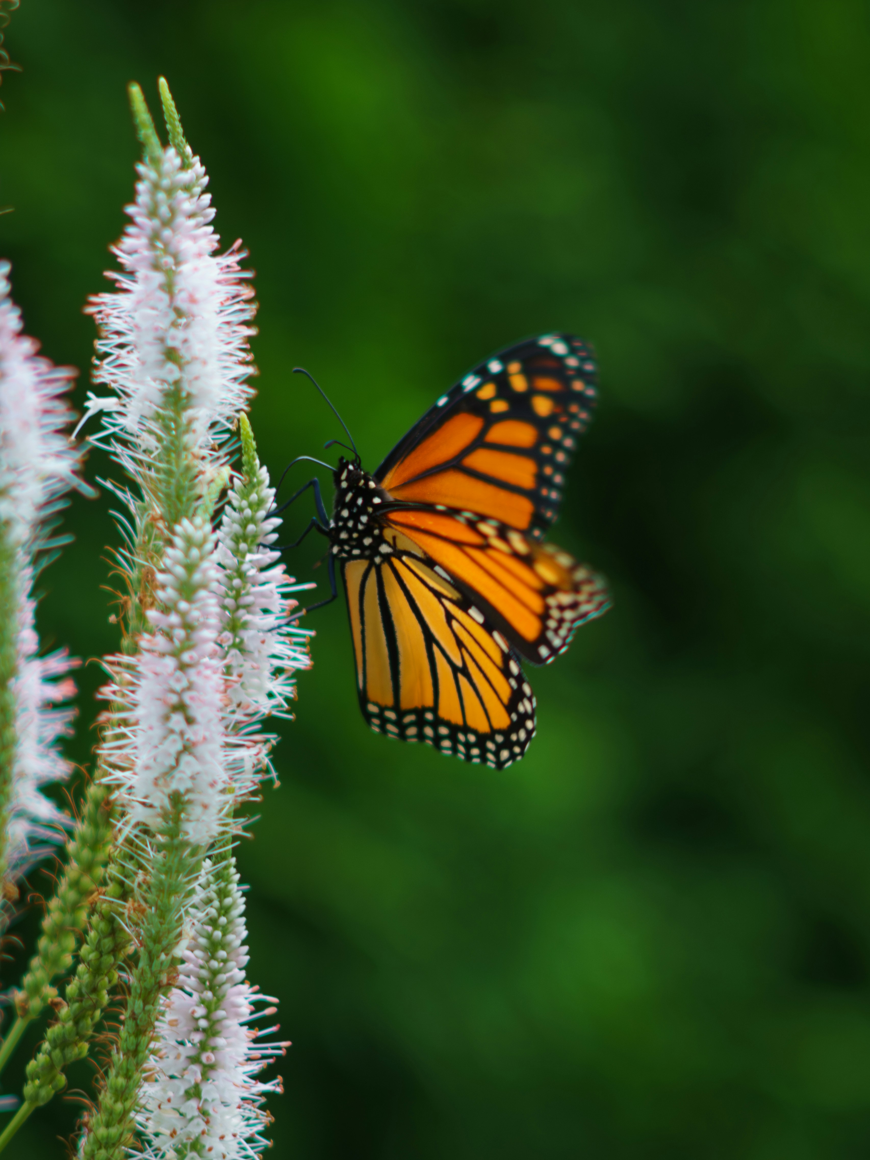 Close up of a monarch butterfly at Lincoln Park Zoo | Monarch butterfly on a white flower