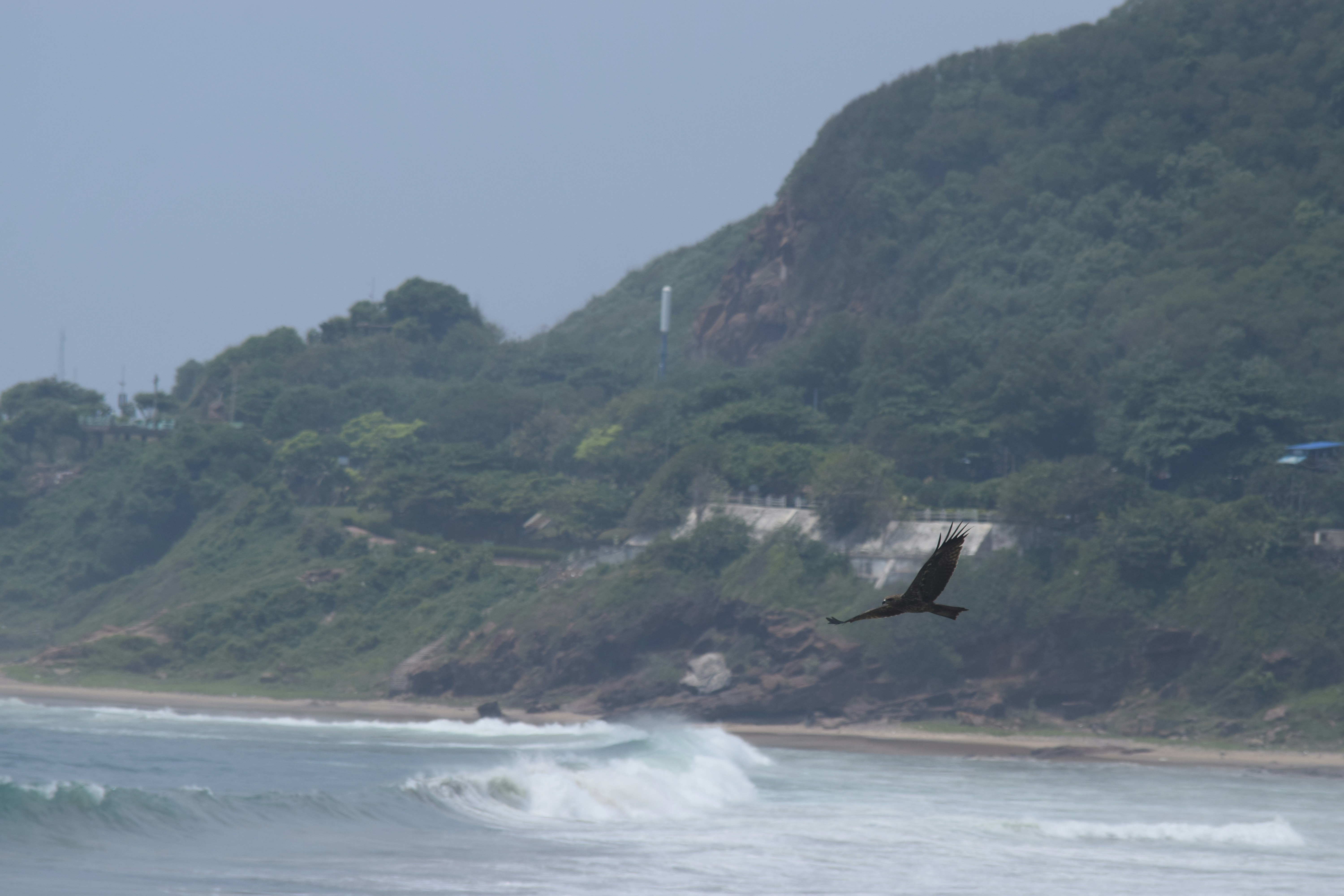 A bird flies over ocean waves near lush hills.