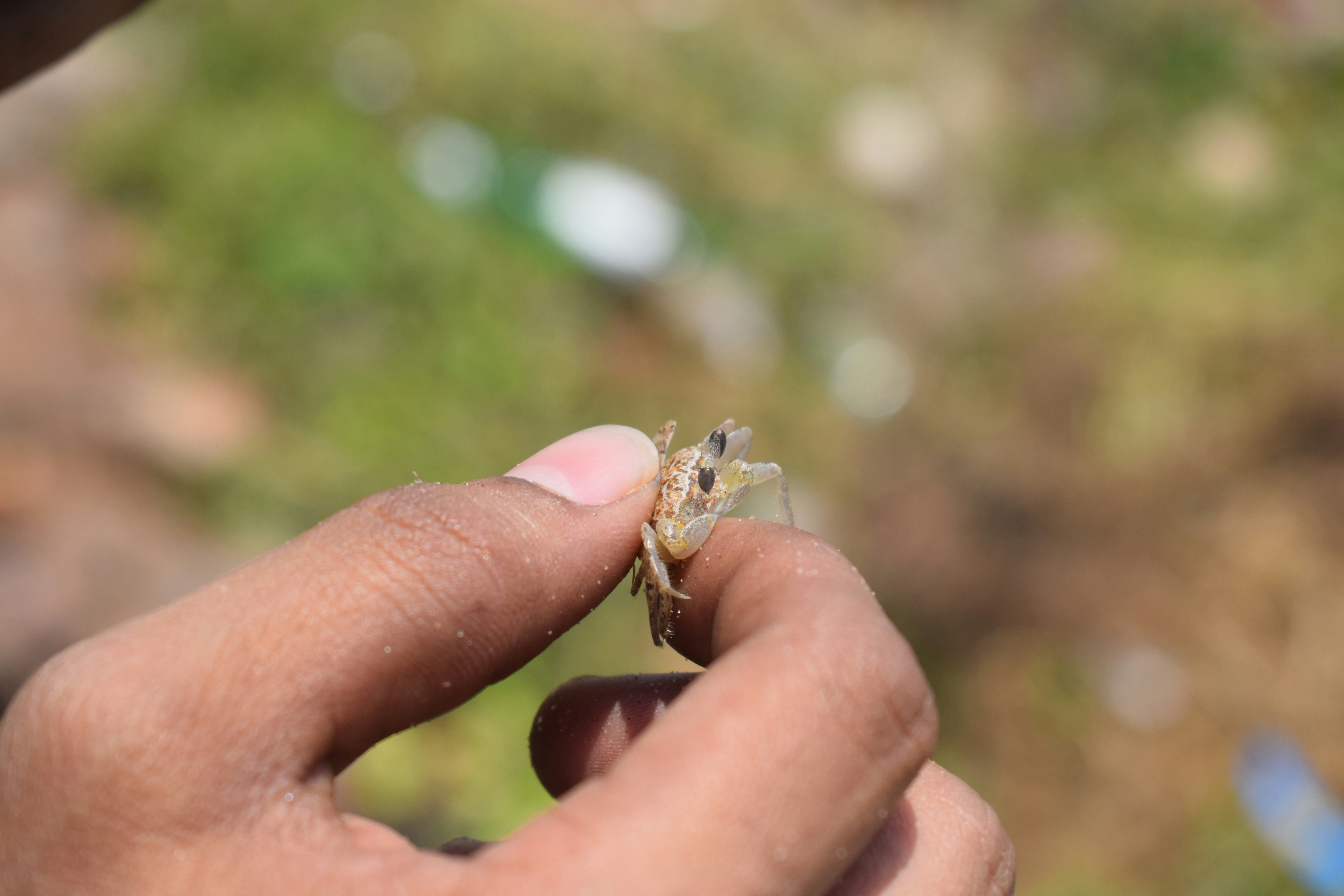 A Delicate Encounter: Nature's Tiny Marvel
