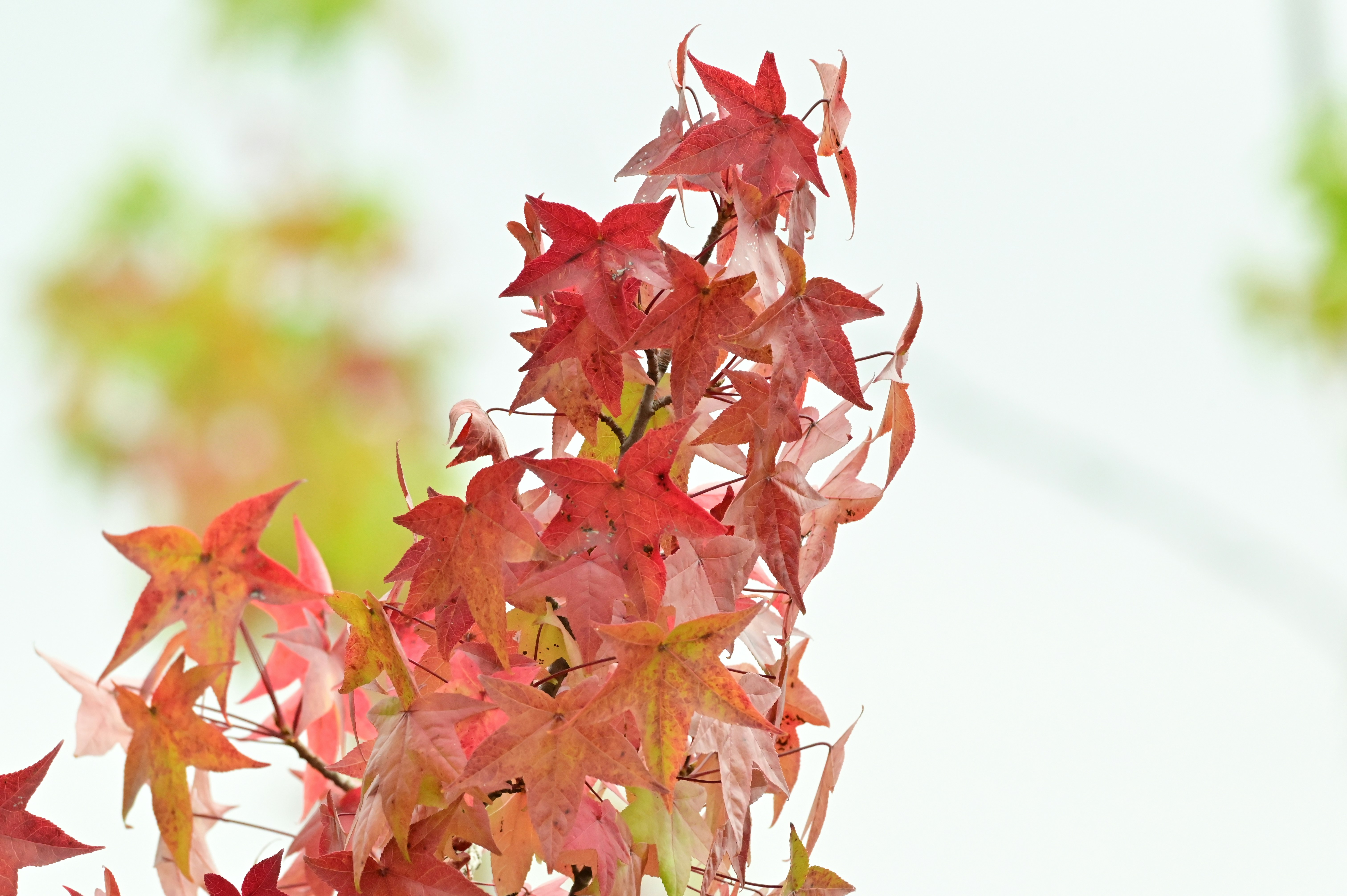 Autumn's Palette: A Dance of Crimson Leaves