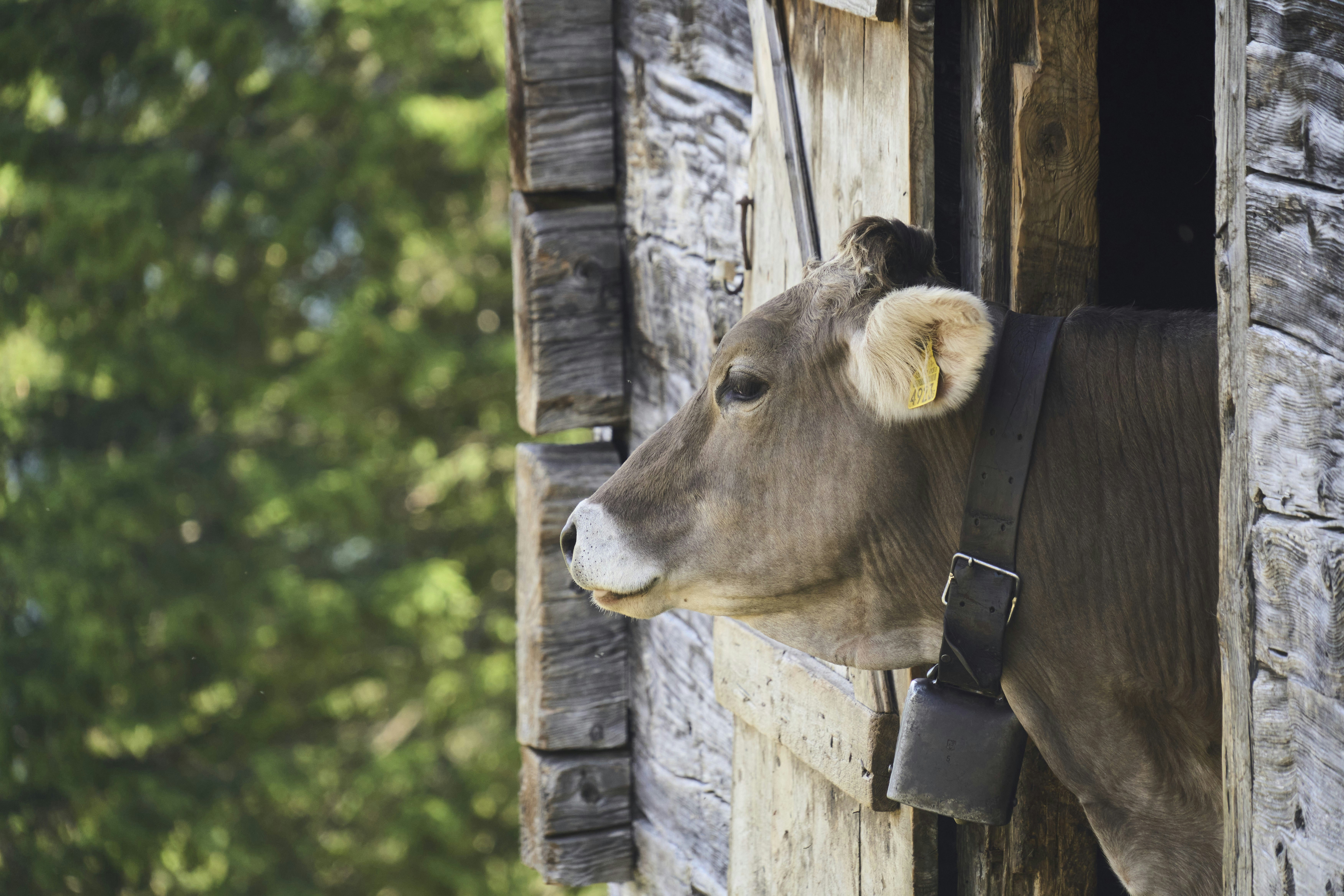 Una vaca se asoma desde una estructura de madera. foto – Imagen de ...