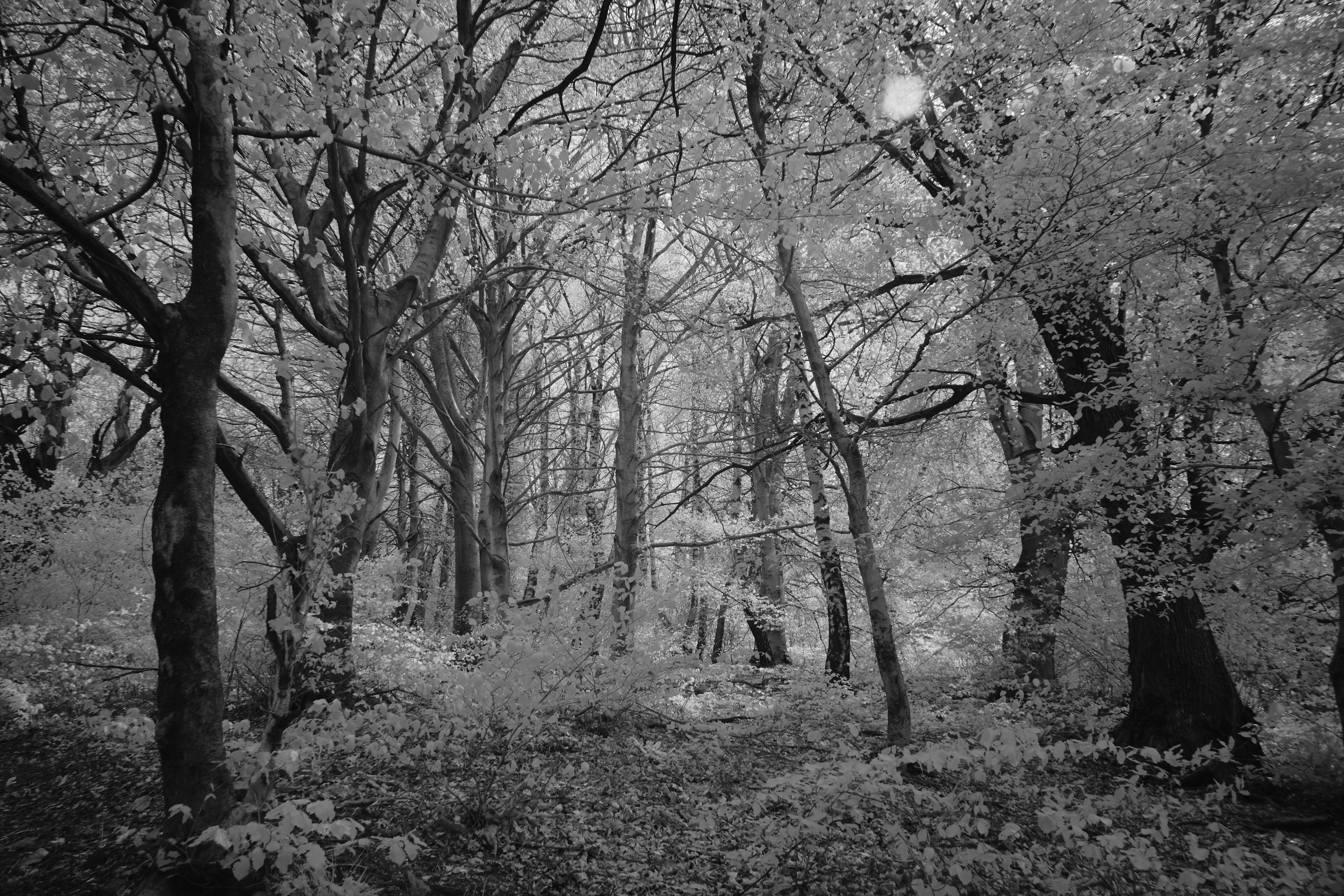 A serene black-and-white forest scene, showcasing intricate tree branches and leaves, creating a mystical atmosphere. The interplay of light and shadow enhances the depth of the woodland.