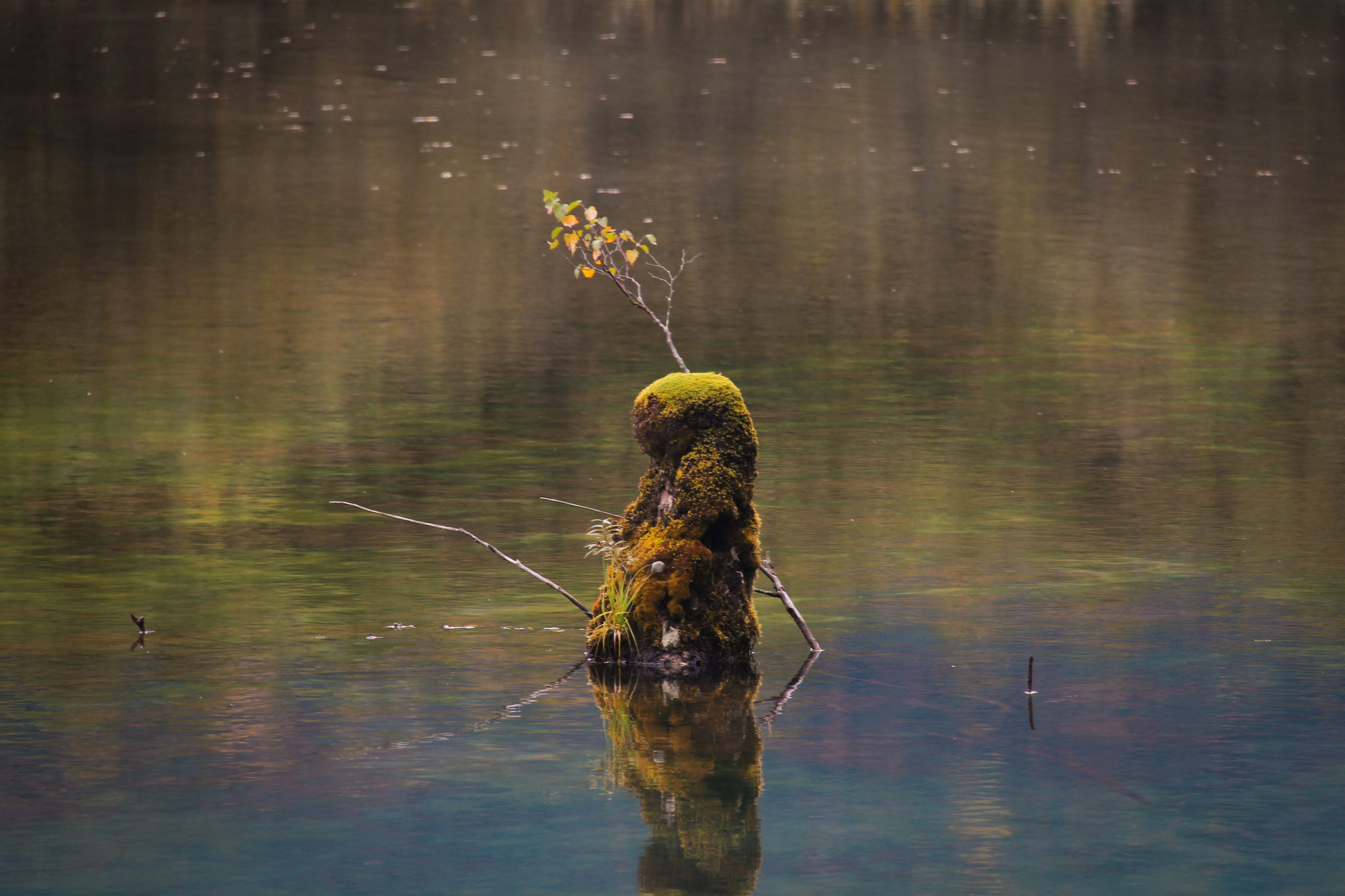 Moss-Crowned Sentinel of a Quiet Lake