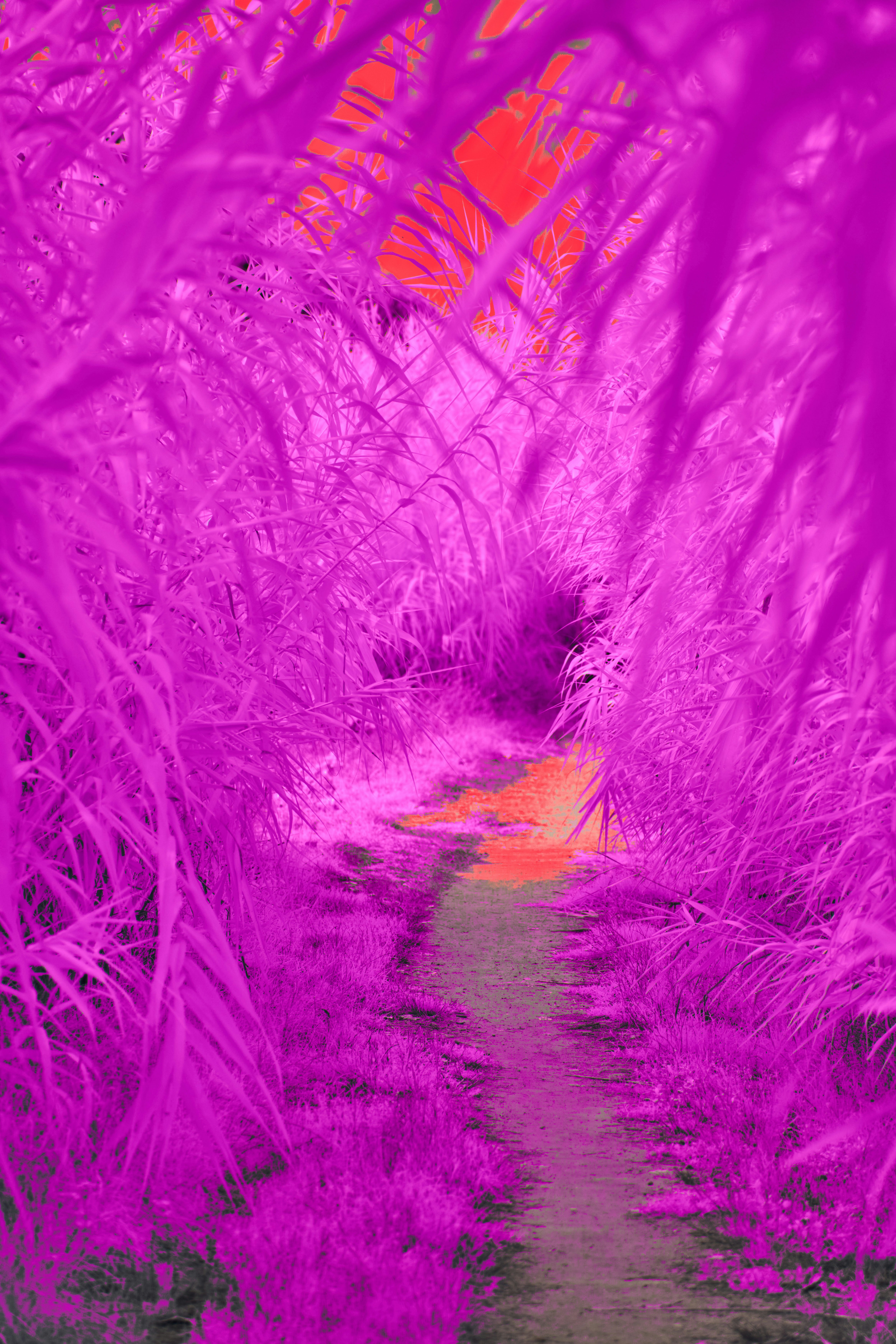 Vibrant Pathway Through a Dreamlike Landscape