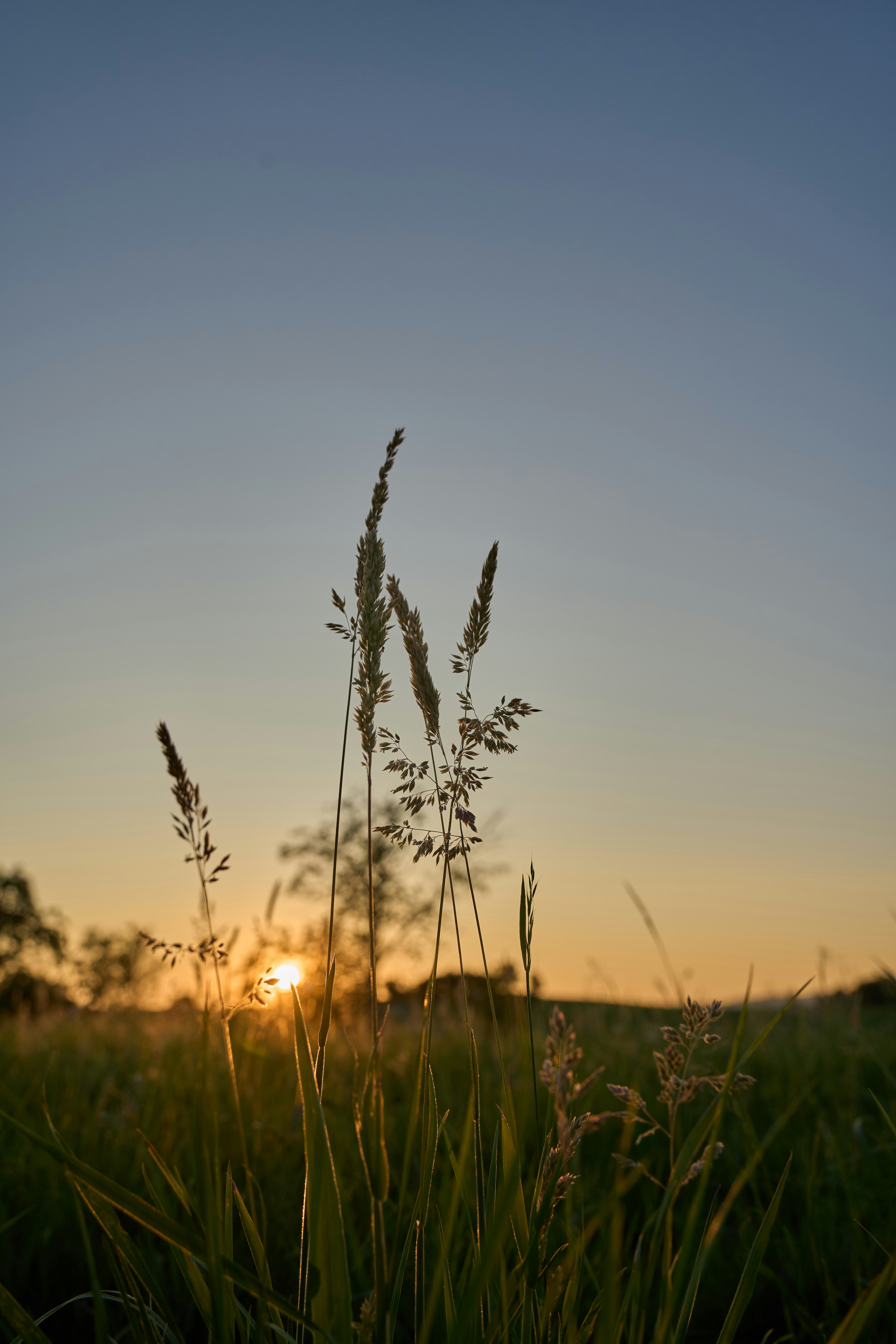 Tall grass silhouetted against a vibrant sunset, capturing the serene transition from day to night.