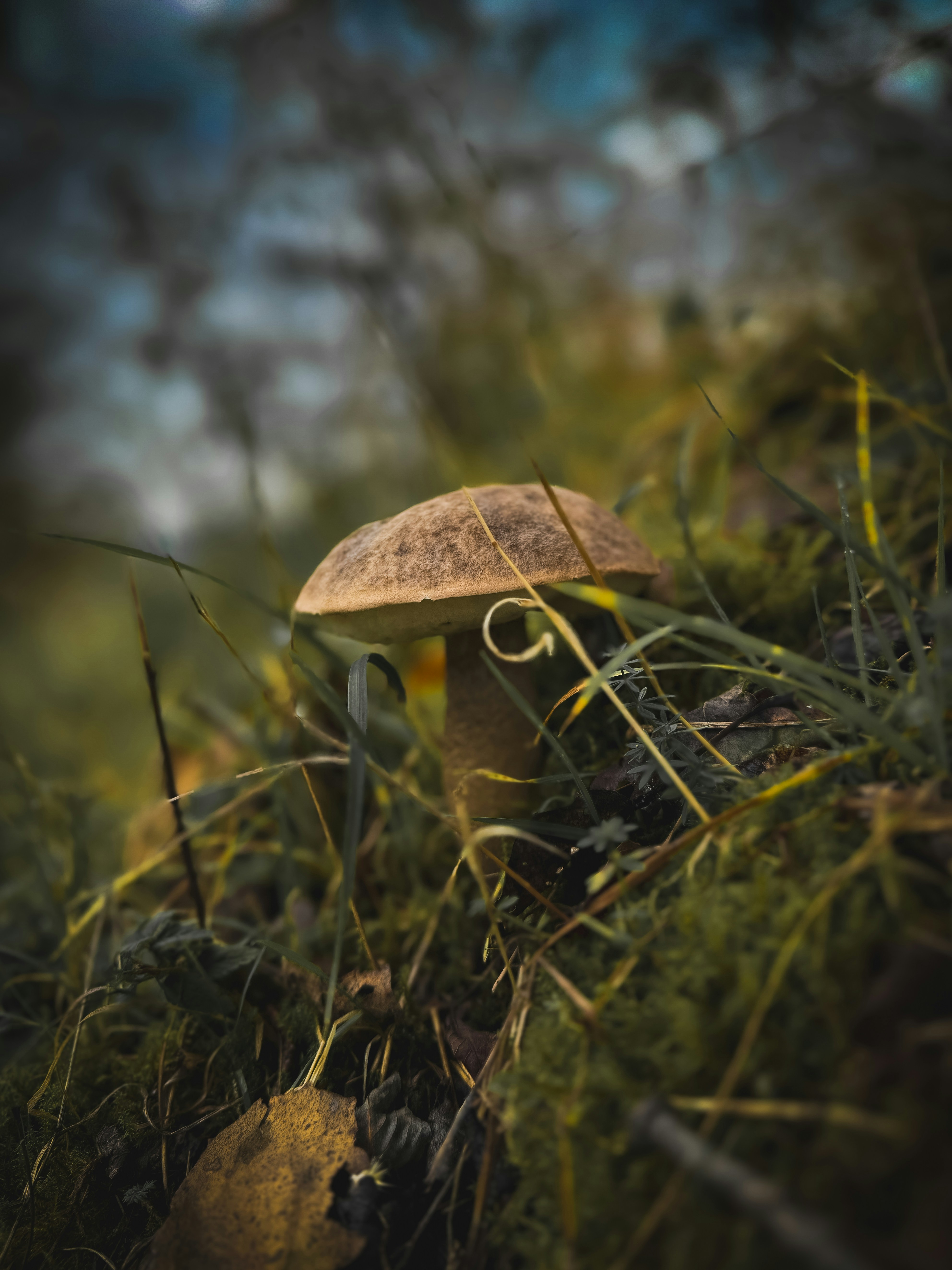 Nature's Hidden Gem: The Woodland Mushroom