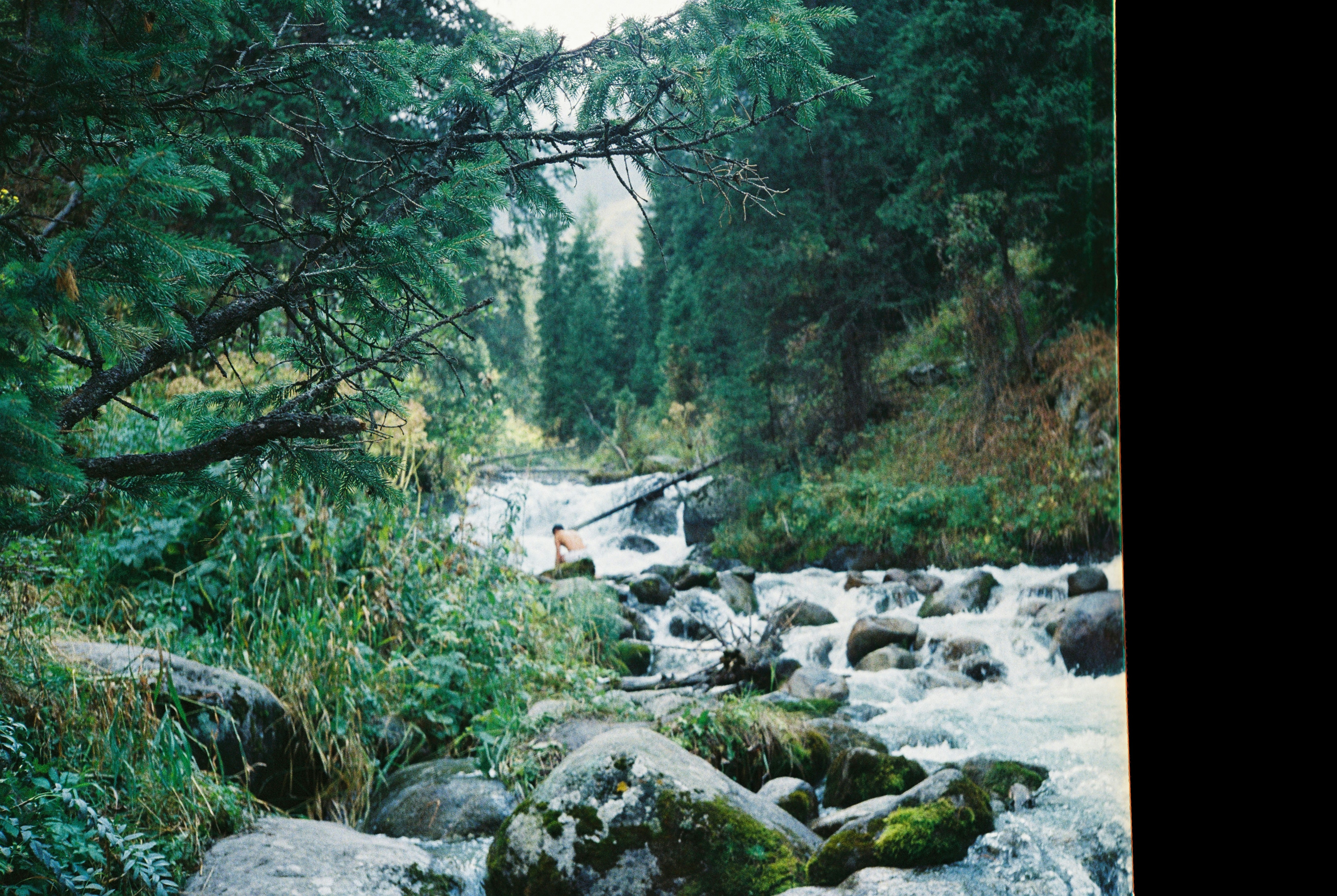 A rocky river flows through a lush green forest.