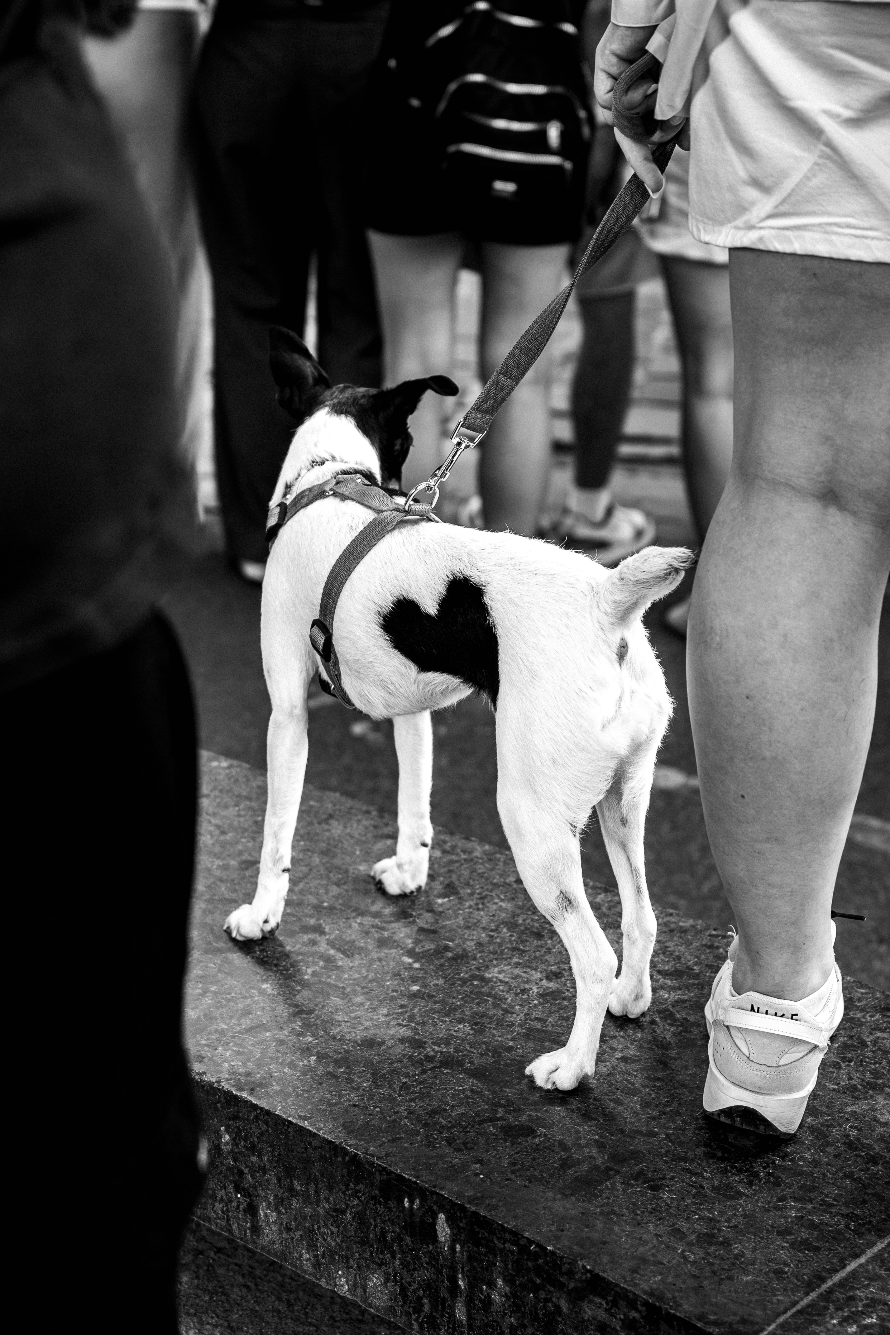 A Heartfelt Stroll: The Canine Companion