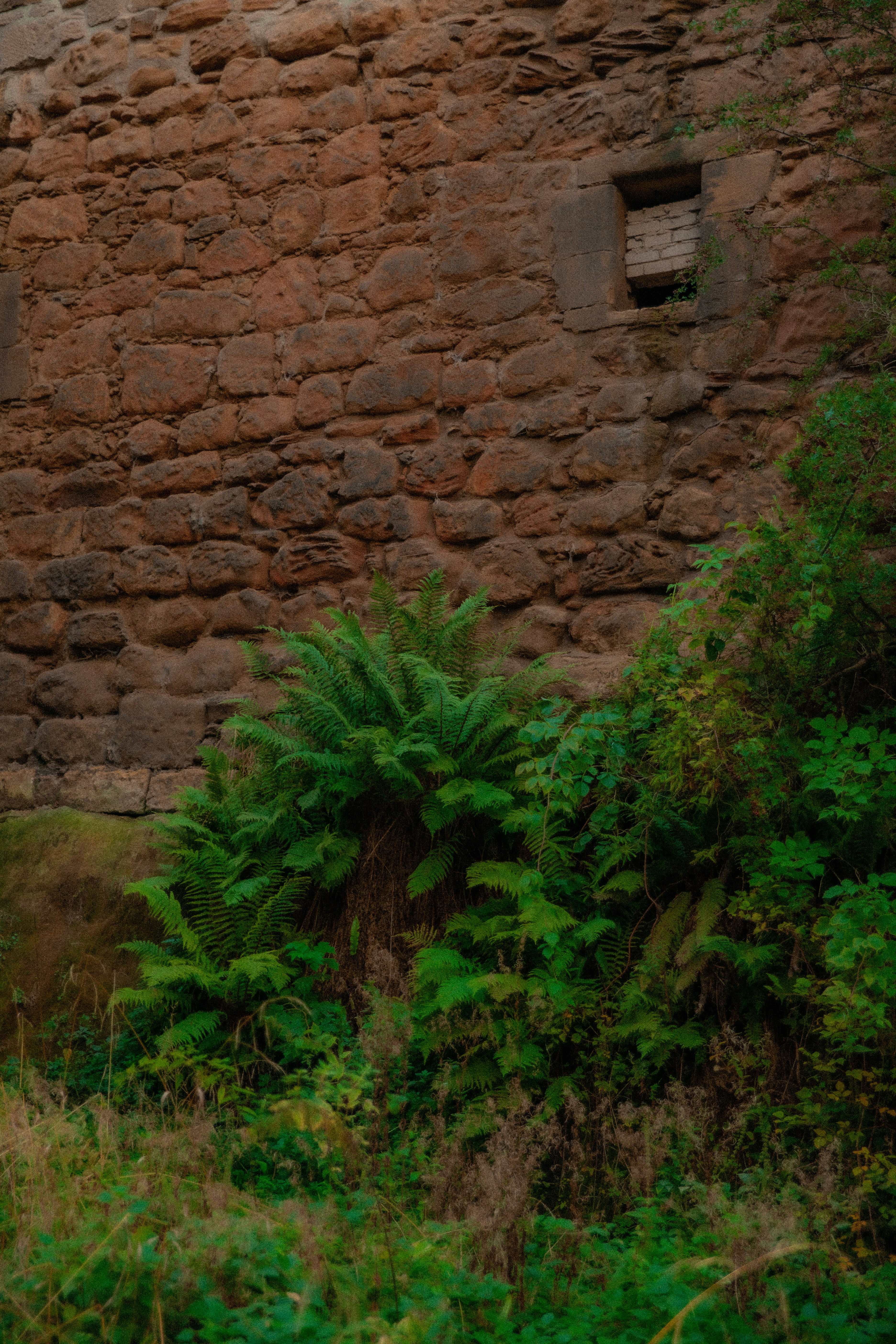 Verdant Reclaim: Ferns Encroaching on a Weathered Wall