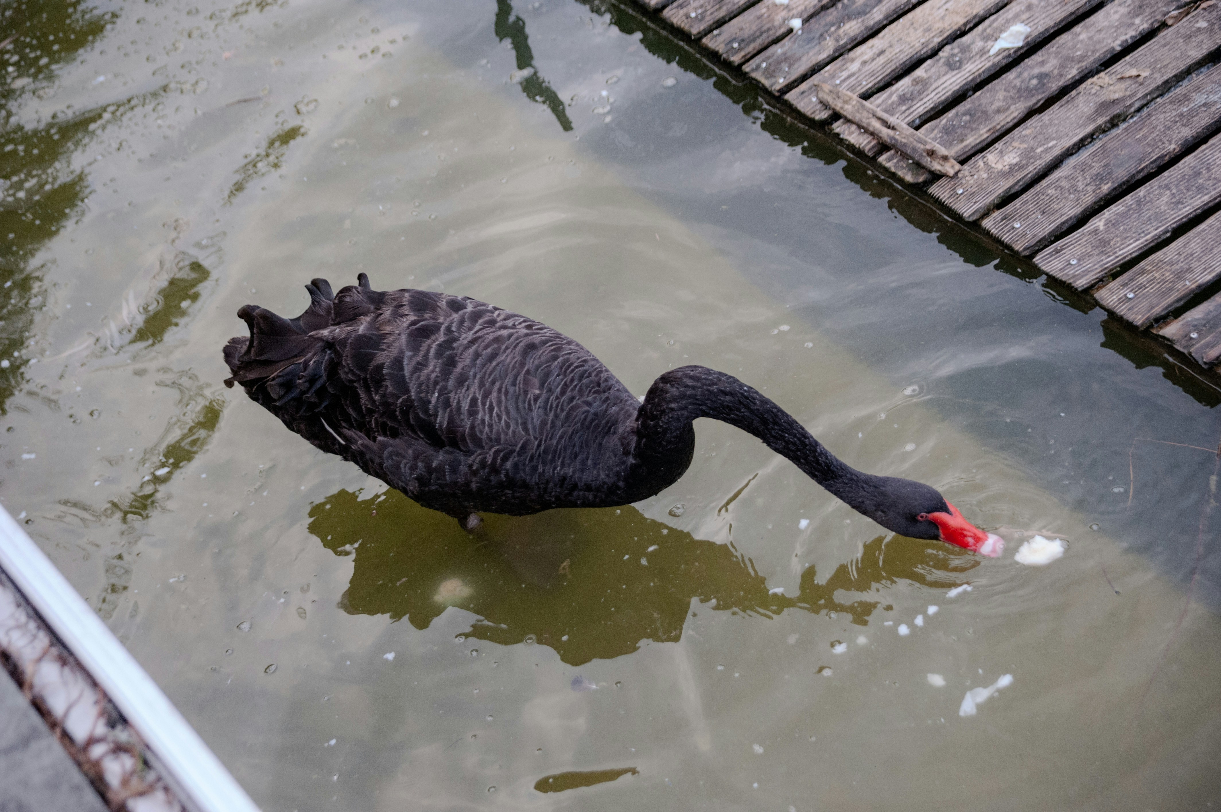 Elegance in Motion: The Black Swan's Dance