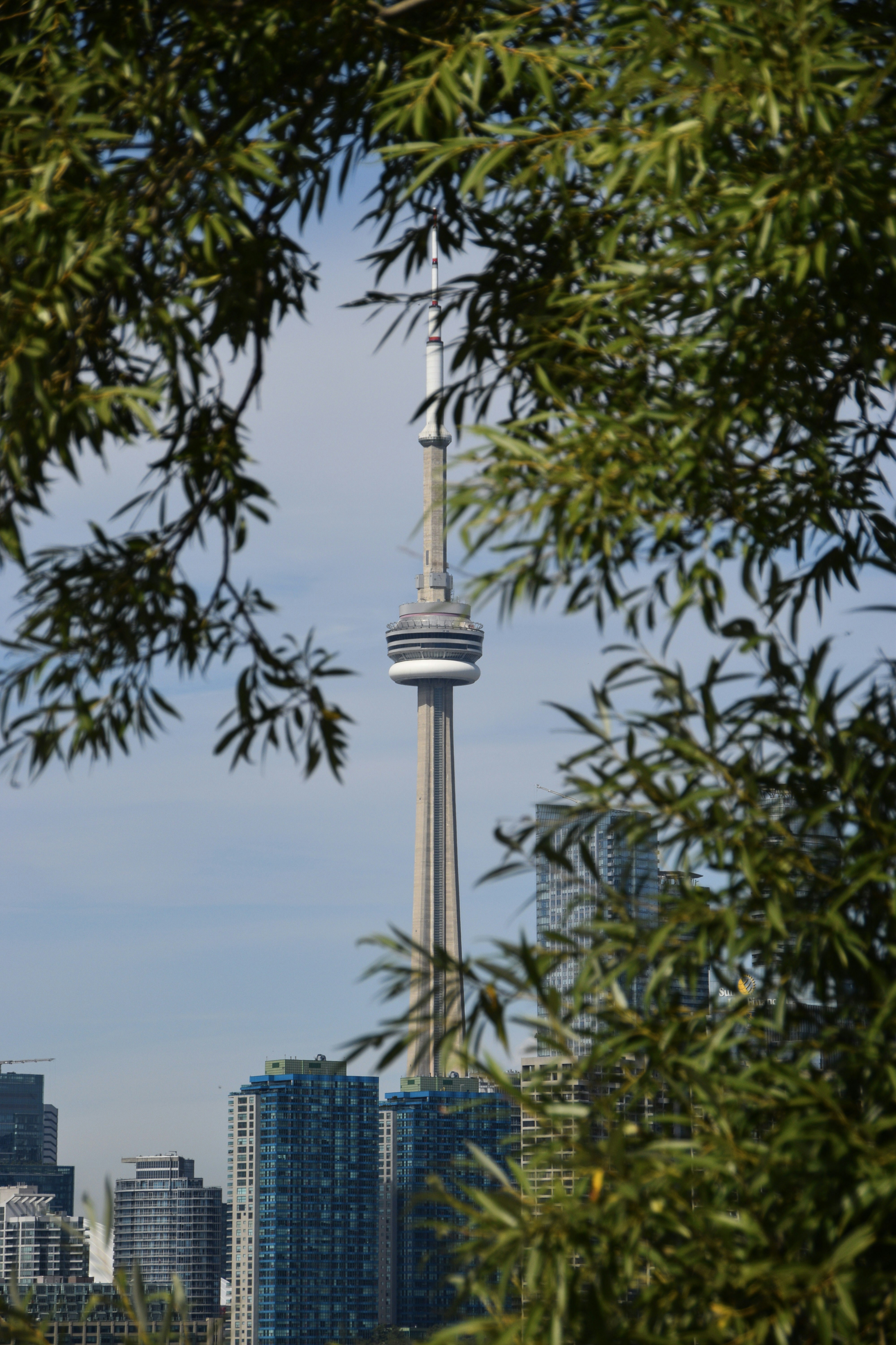 Urban Oasis: The CN Tower Framed by Nature