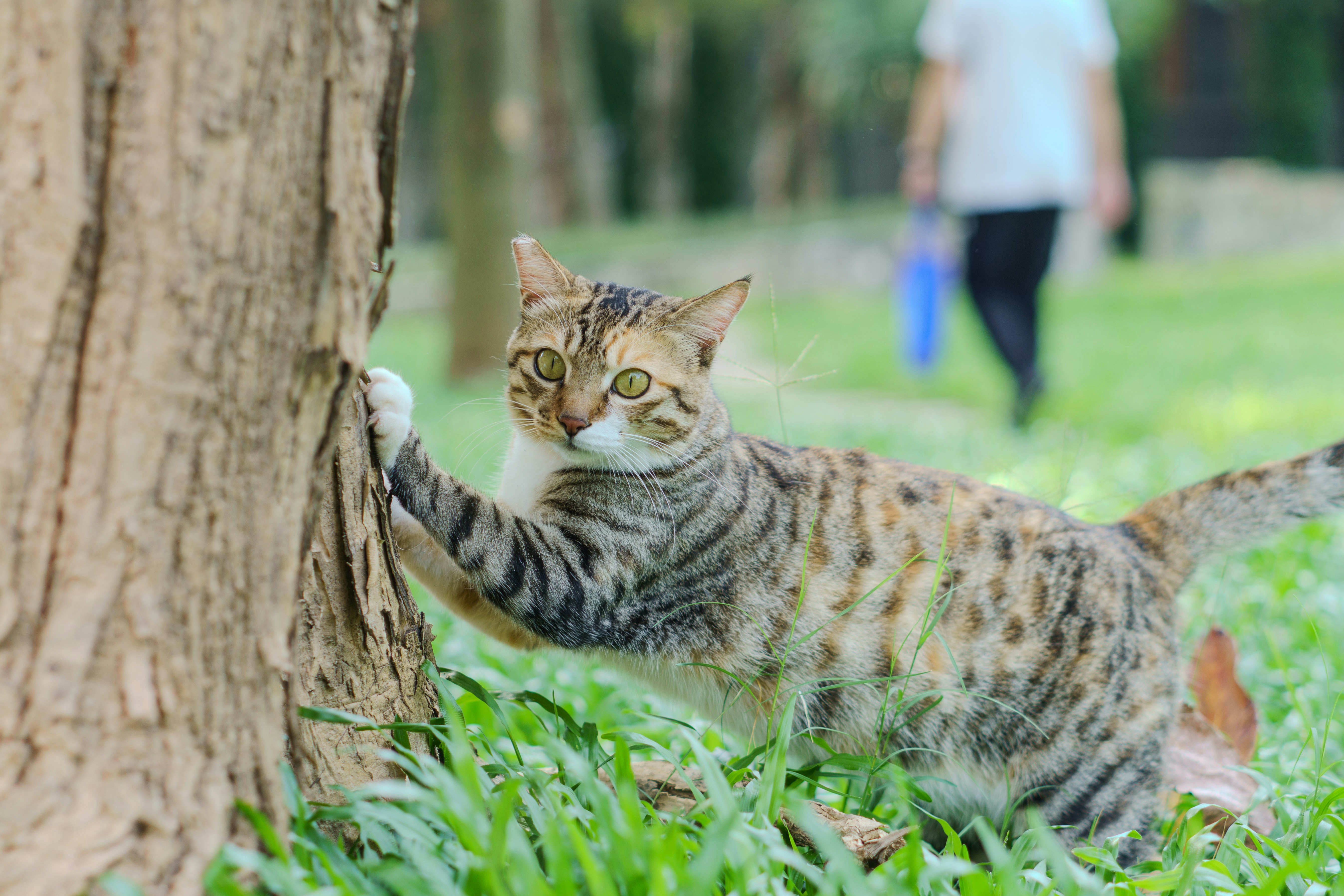 Parkside Pounce: Tabby clings to a tree as a passerby blurs in the background