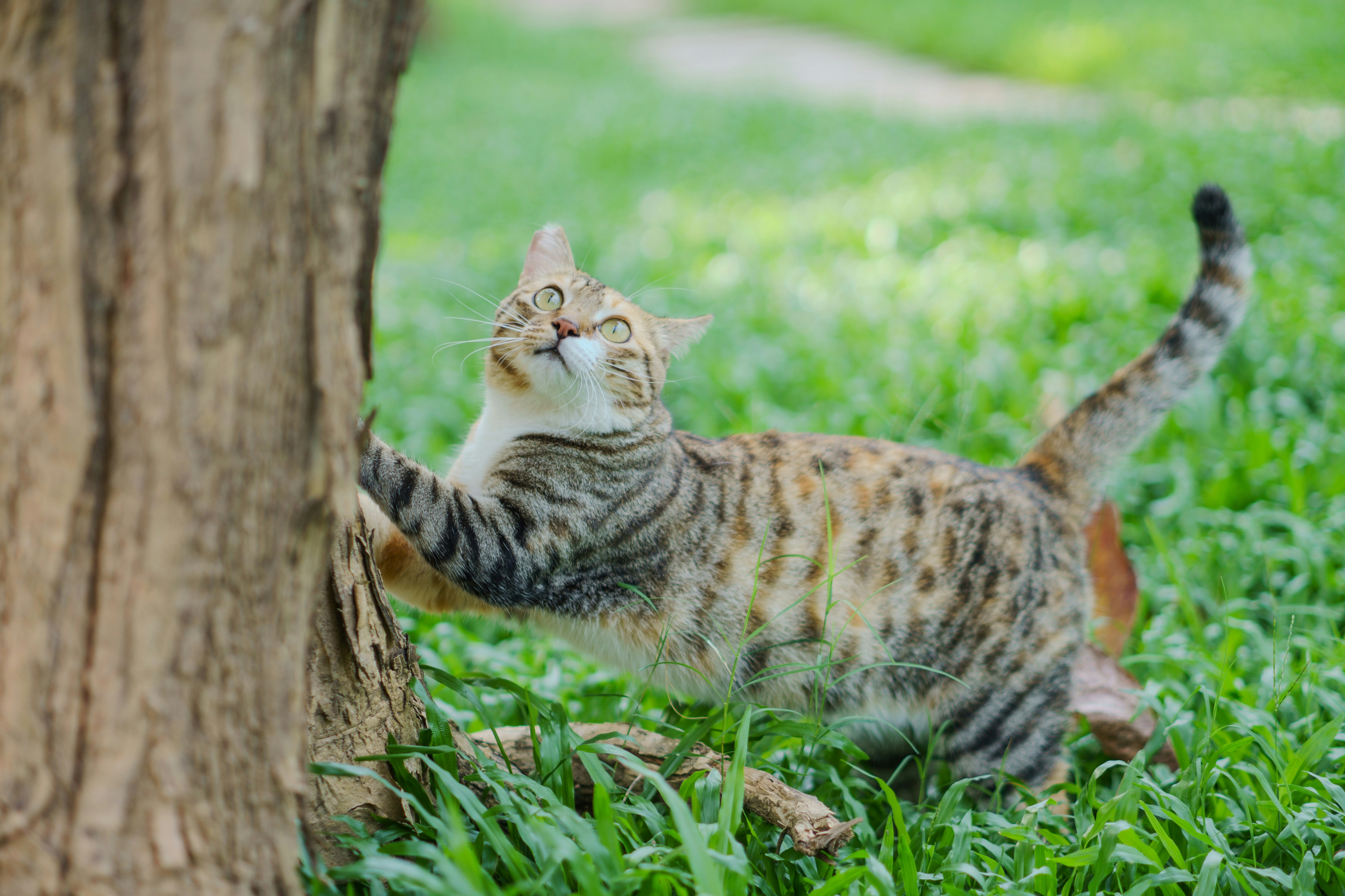 A tabby cat scratches a tree trunk outdoors.