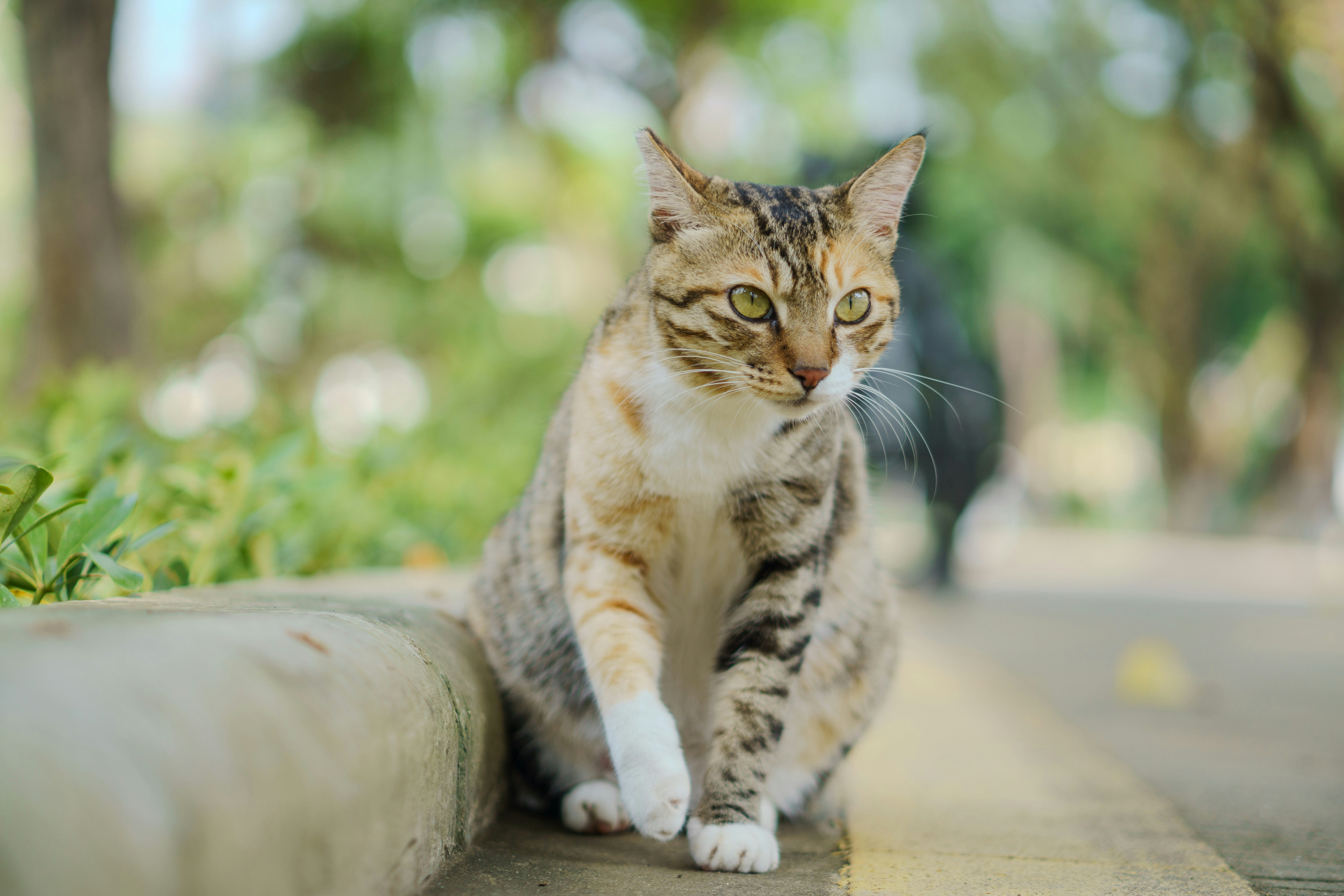A tabby cat confidently walking along a path bordered by lush greenery, showcasing its curious nature.
