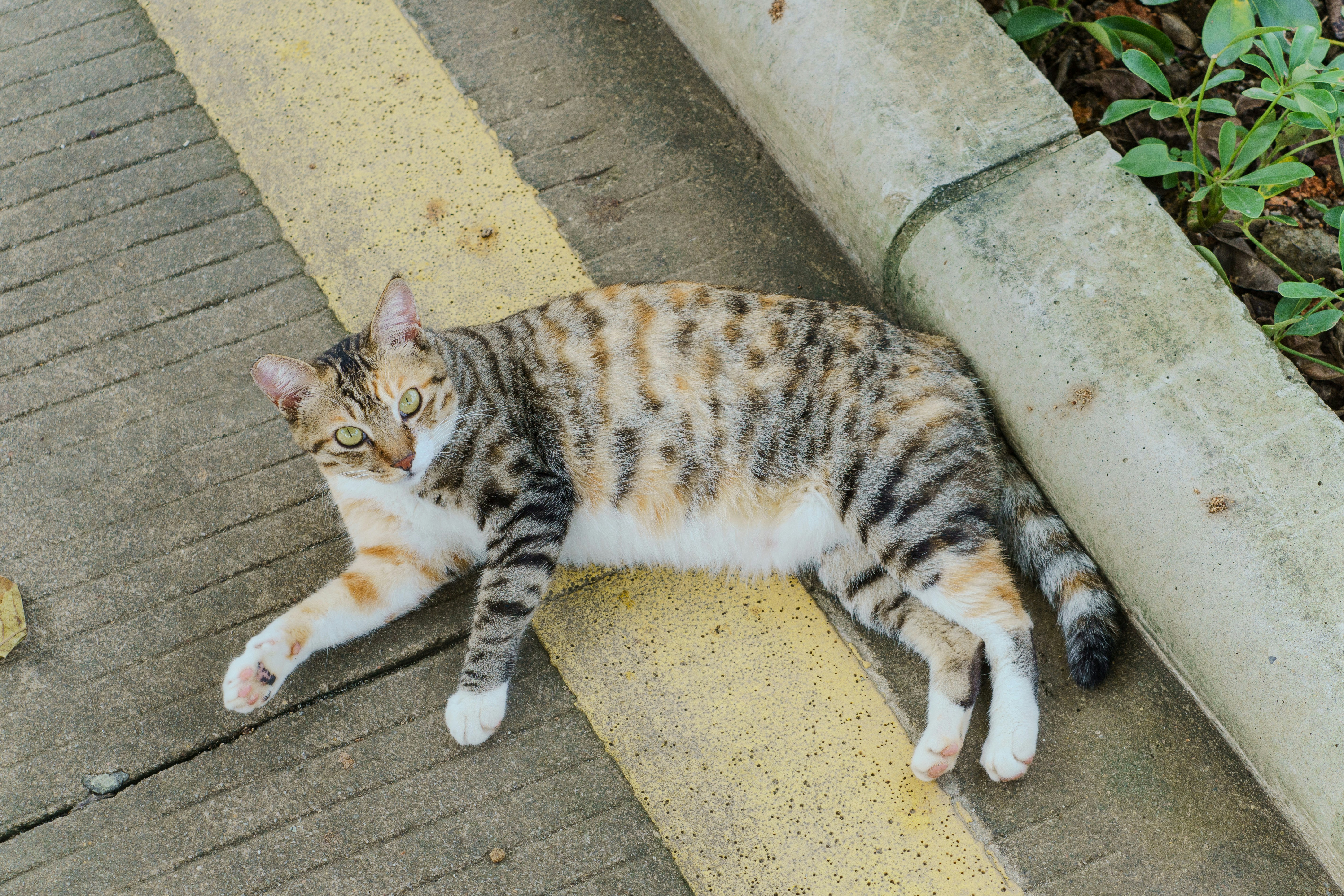 A tabby cat lies on a striped concrete path.