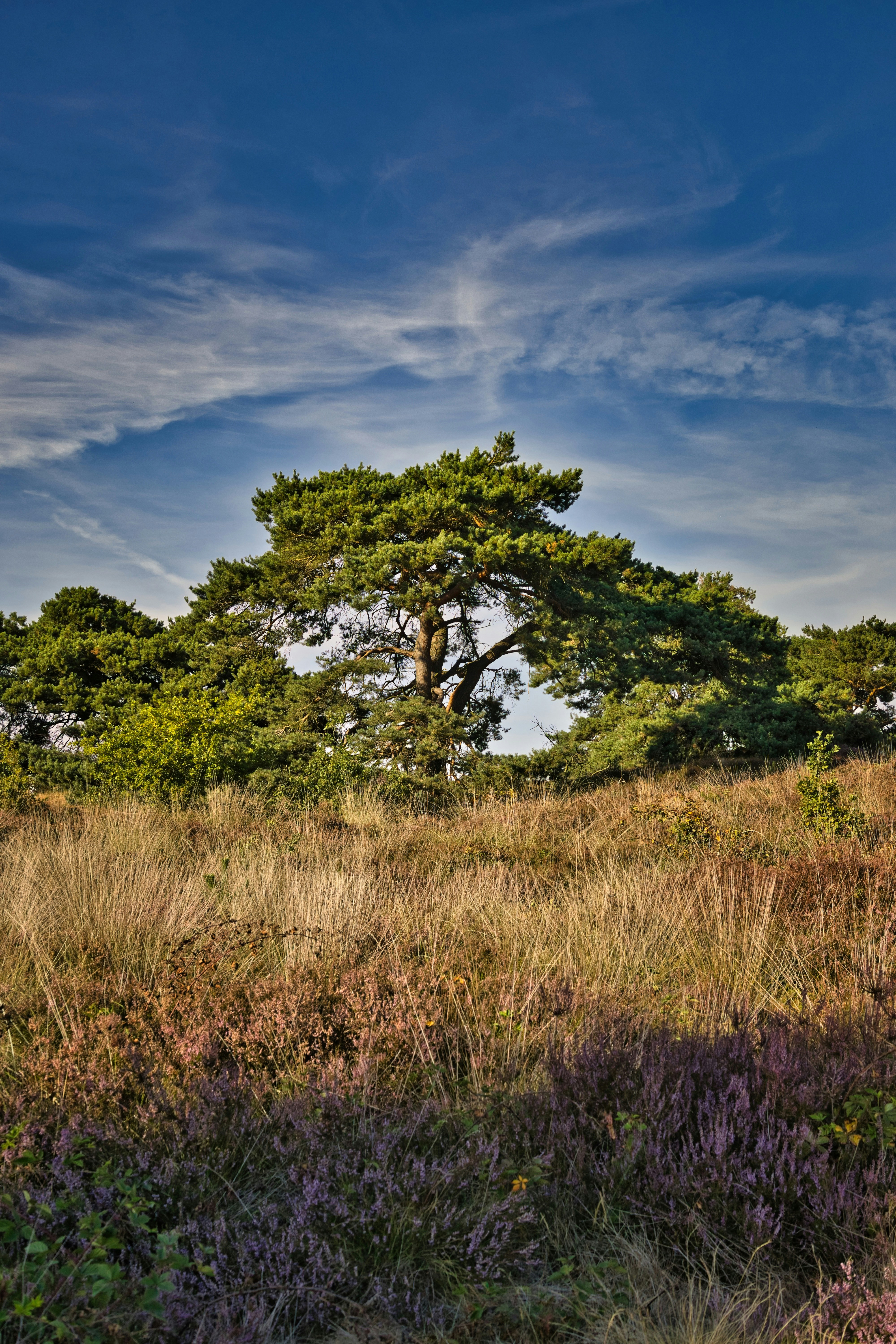 Whispers of Nature: The Resilient Pine