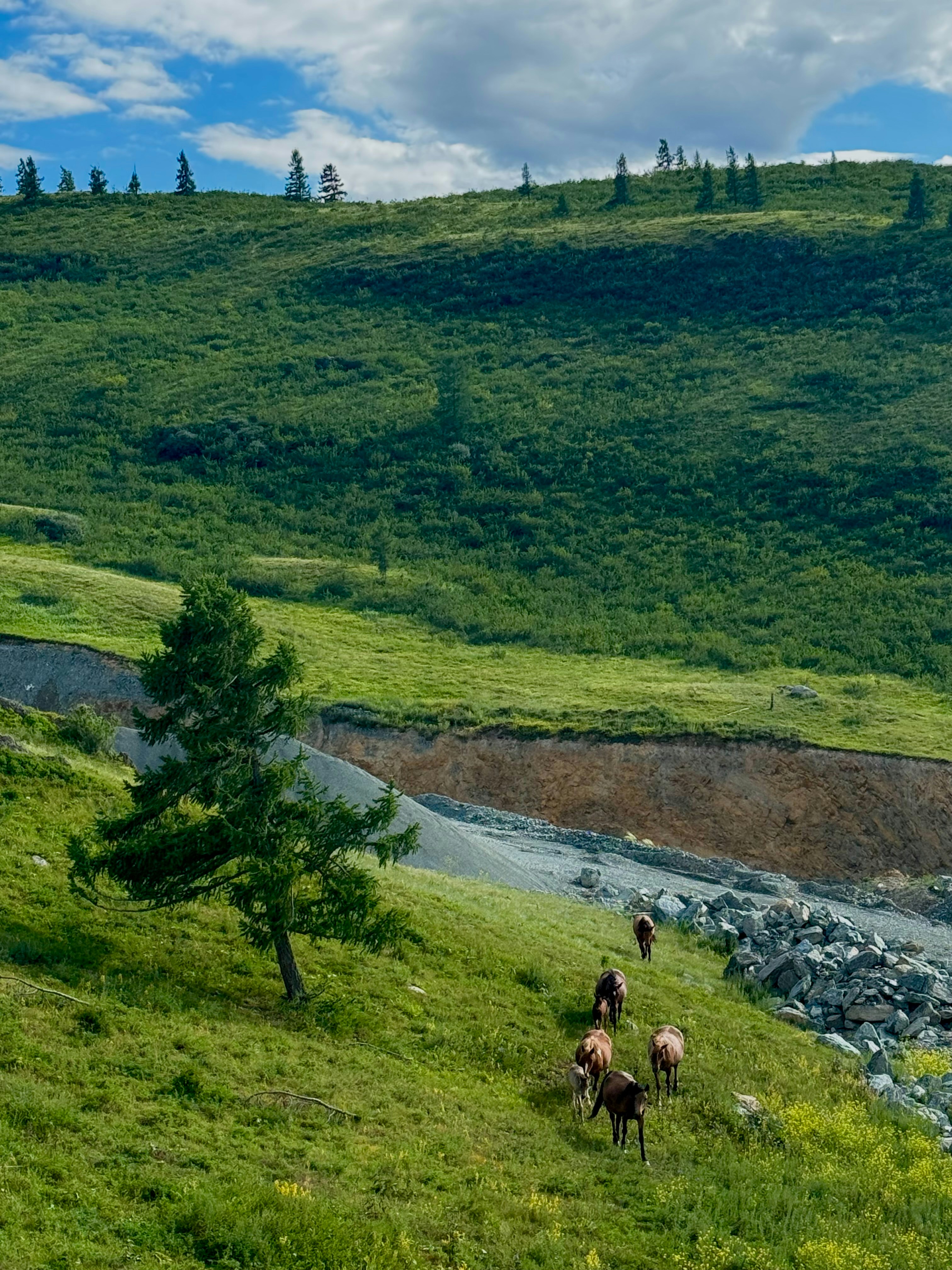 Алтай 🫶 | Horses graze on a grassy hillside with trees.