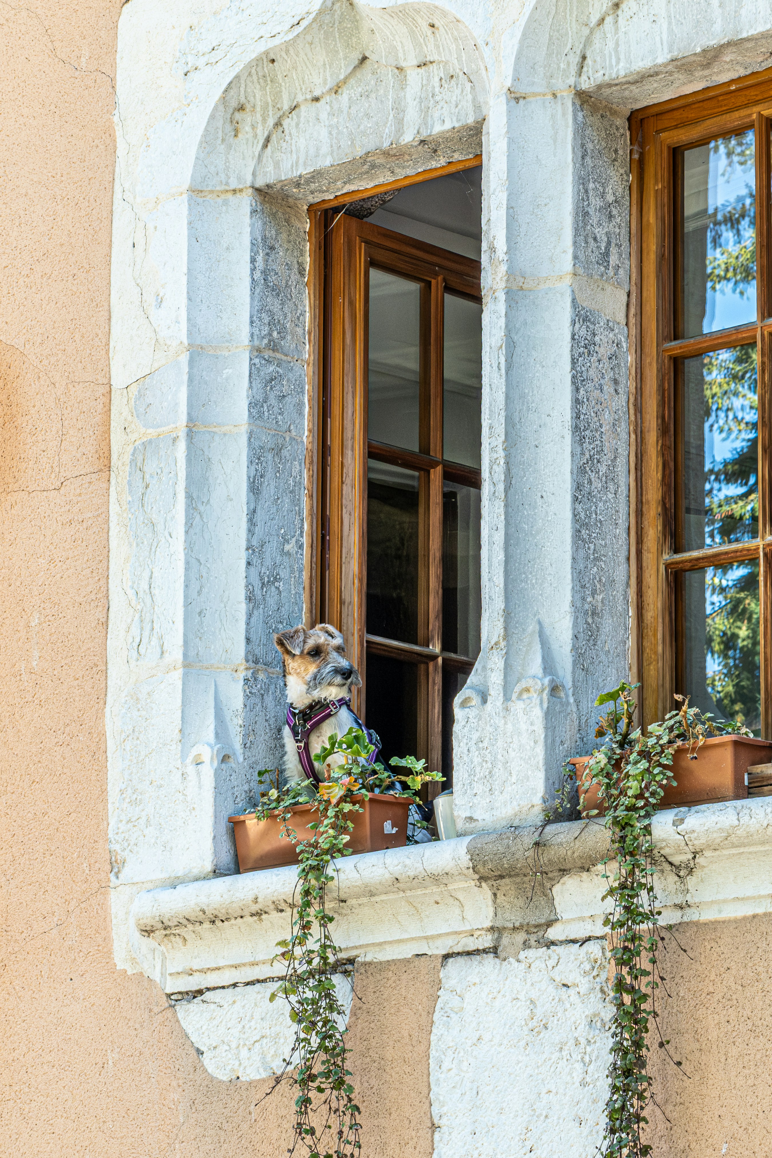 An alert dog, wearing a harness, sits in the open, upper window of an old house, overlooking the street below, as if waiting for someone to return | Small dog sits on a windowsill with plants.