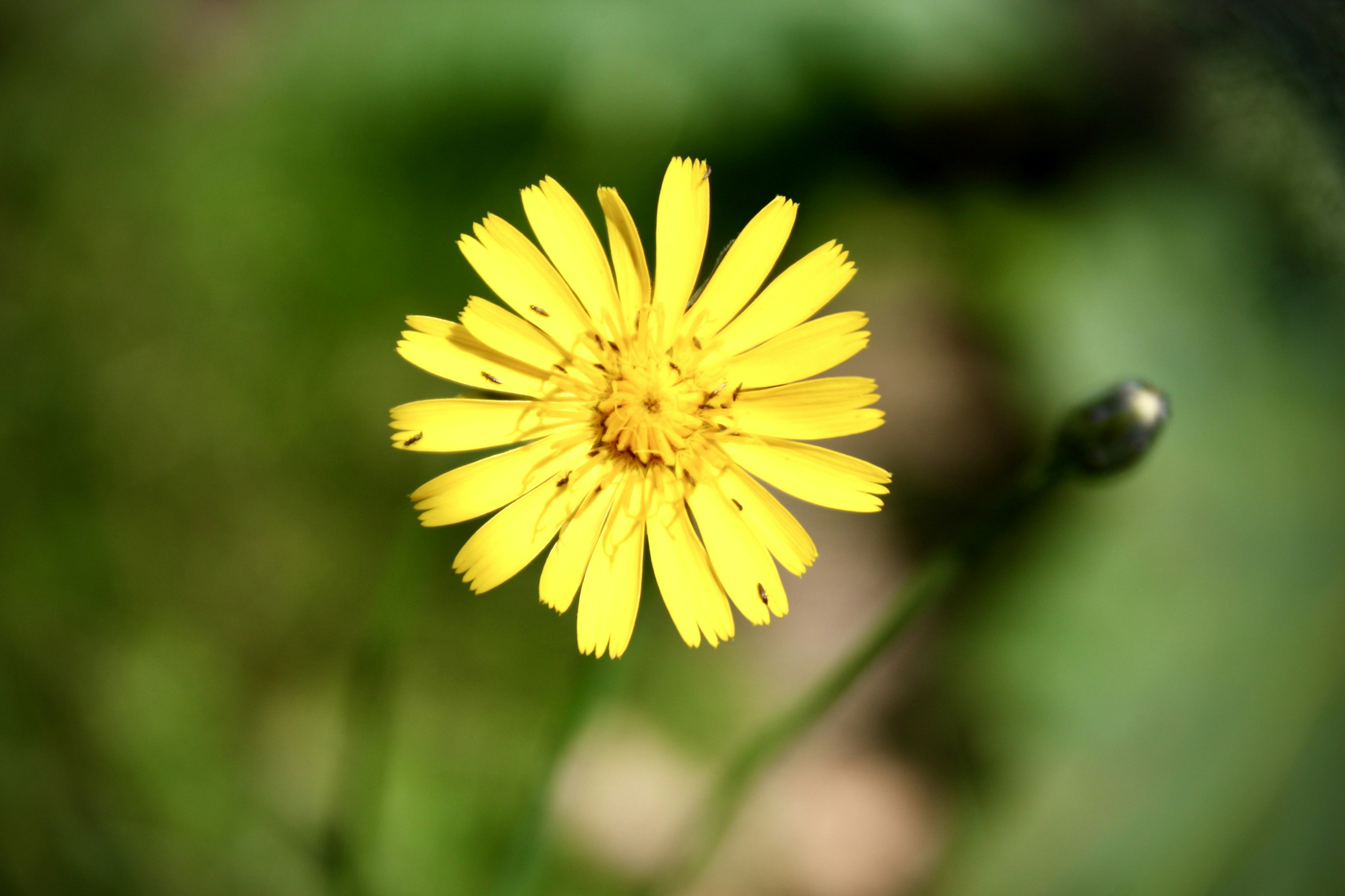 Bright yellow flower blooms against a blurred green background, showcasing its intricate petal structure and vibrant color.