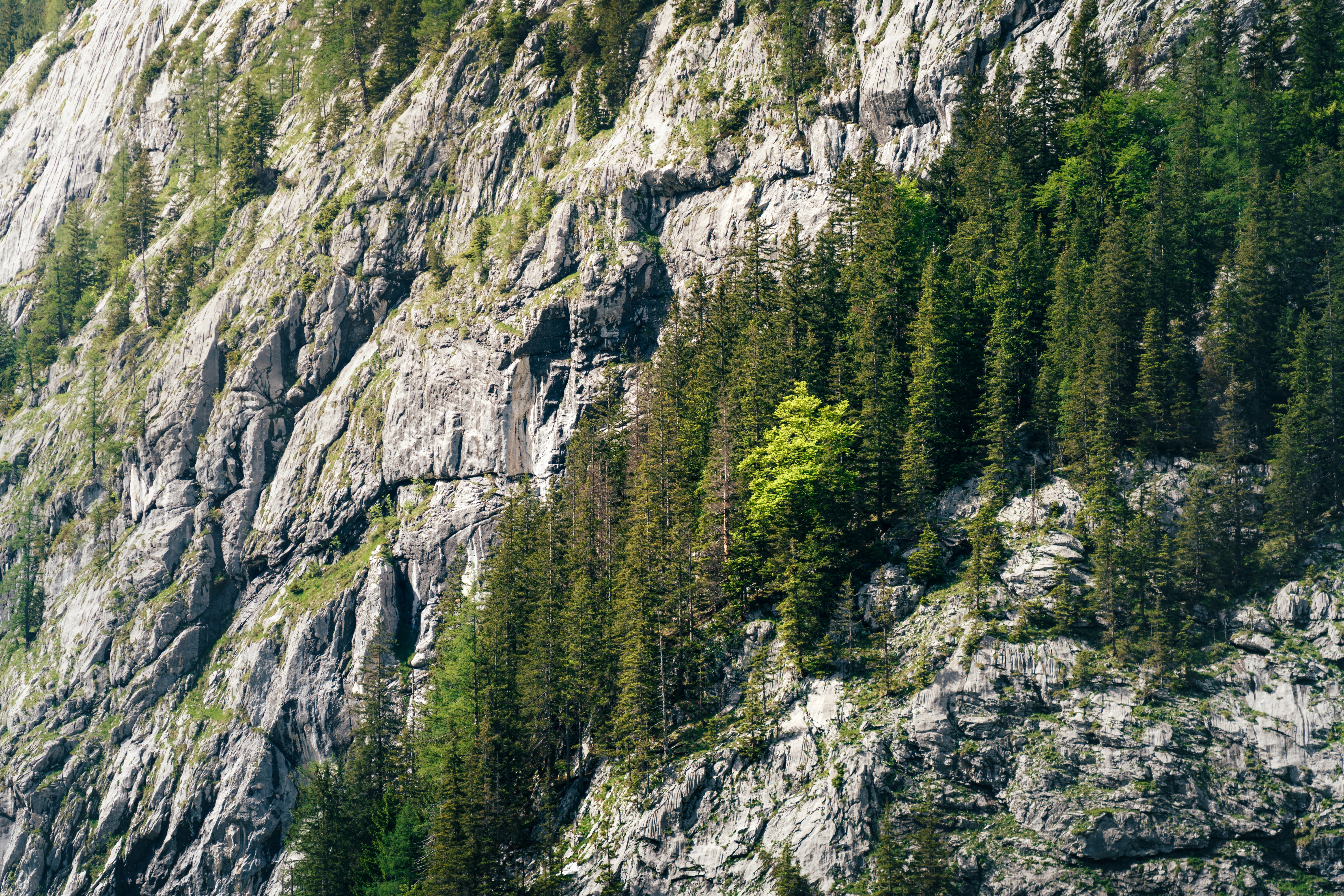 A steep rocky mountainside with scattered evergreen trees.