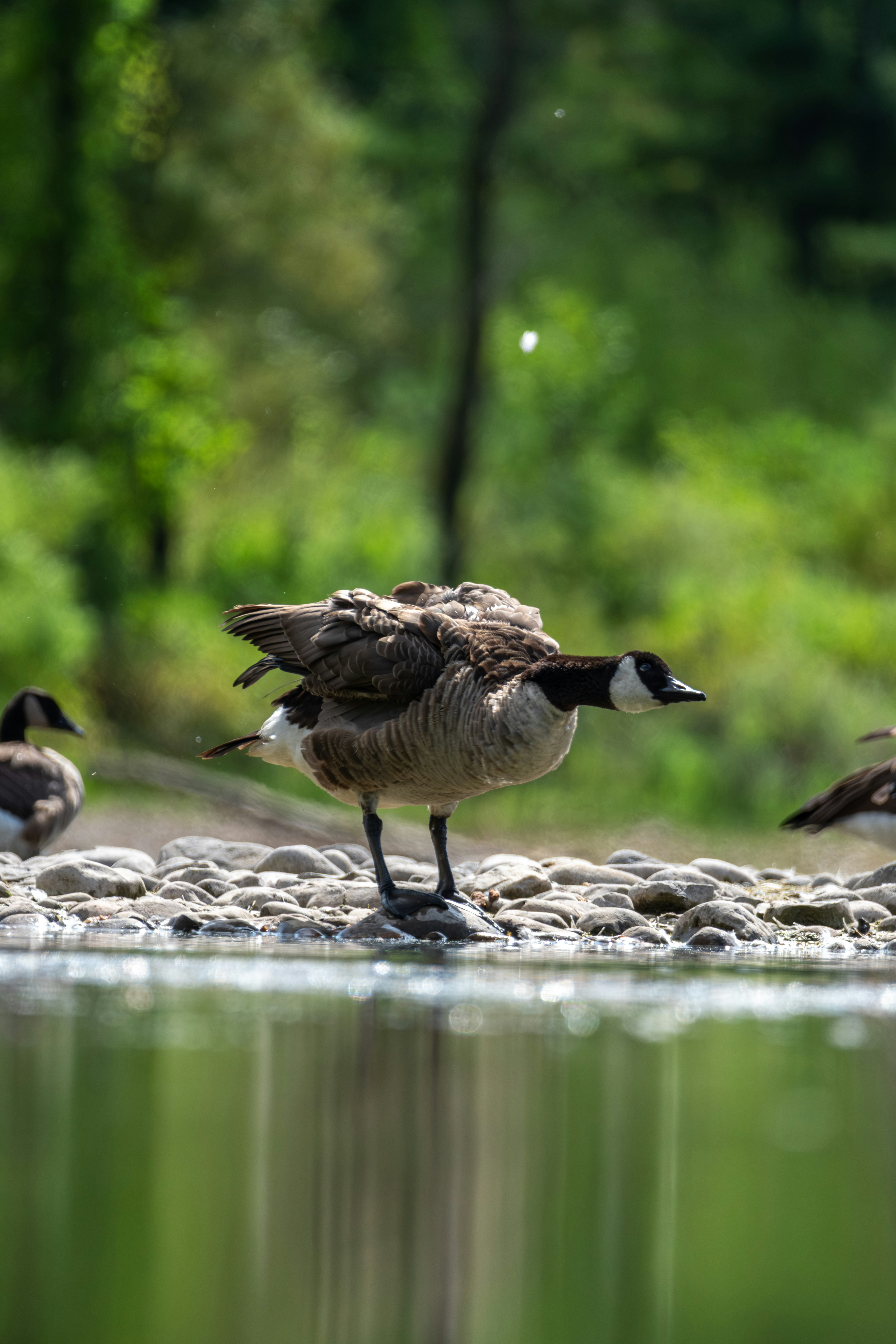 Pebble Stride: A Canada Goose Pauses on the Shallow Riverbank