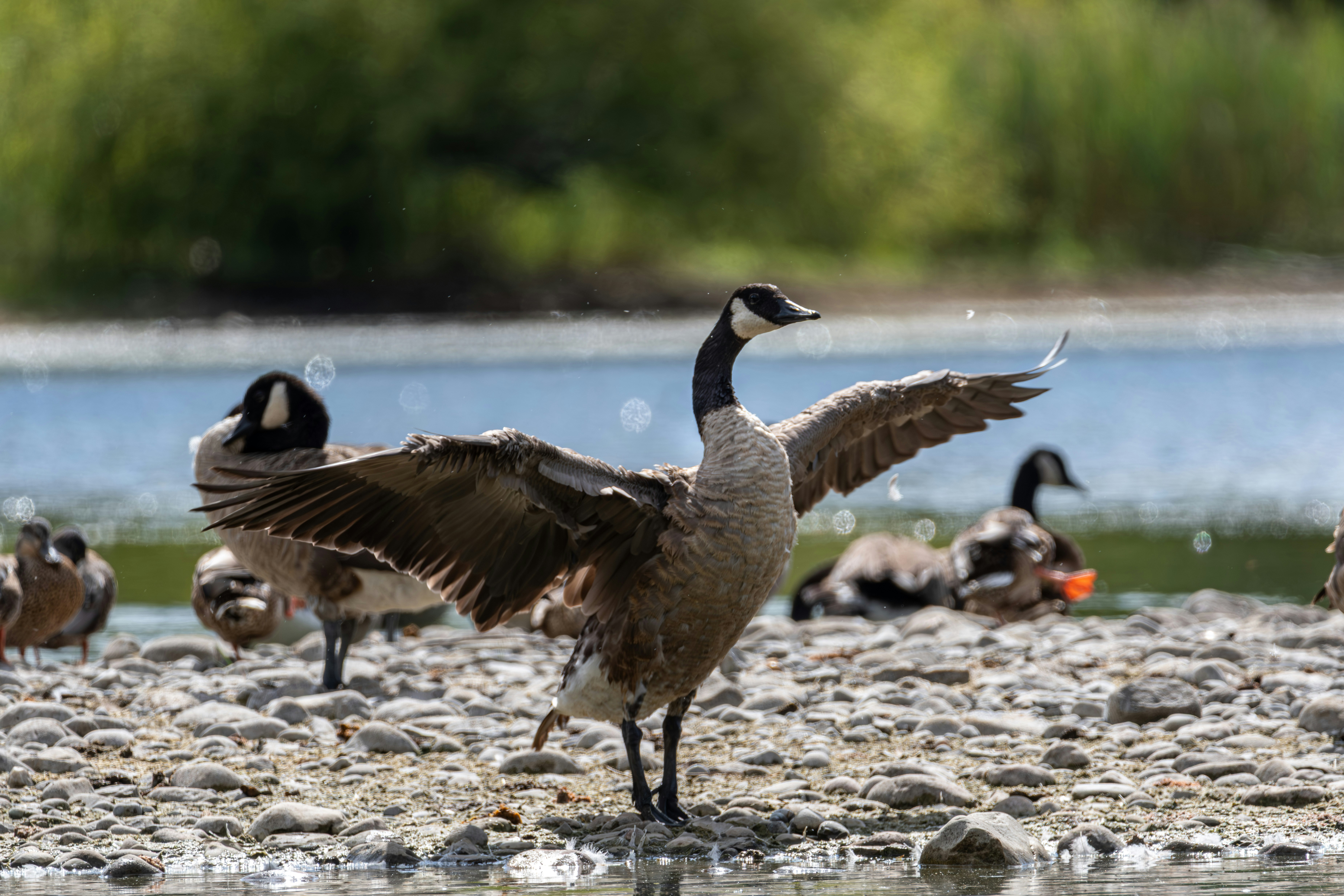 A Moment of Grace: The Goose's Display