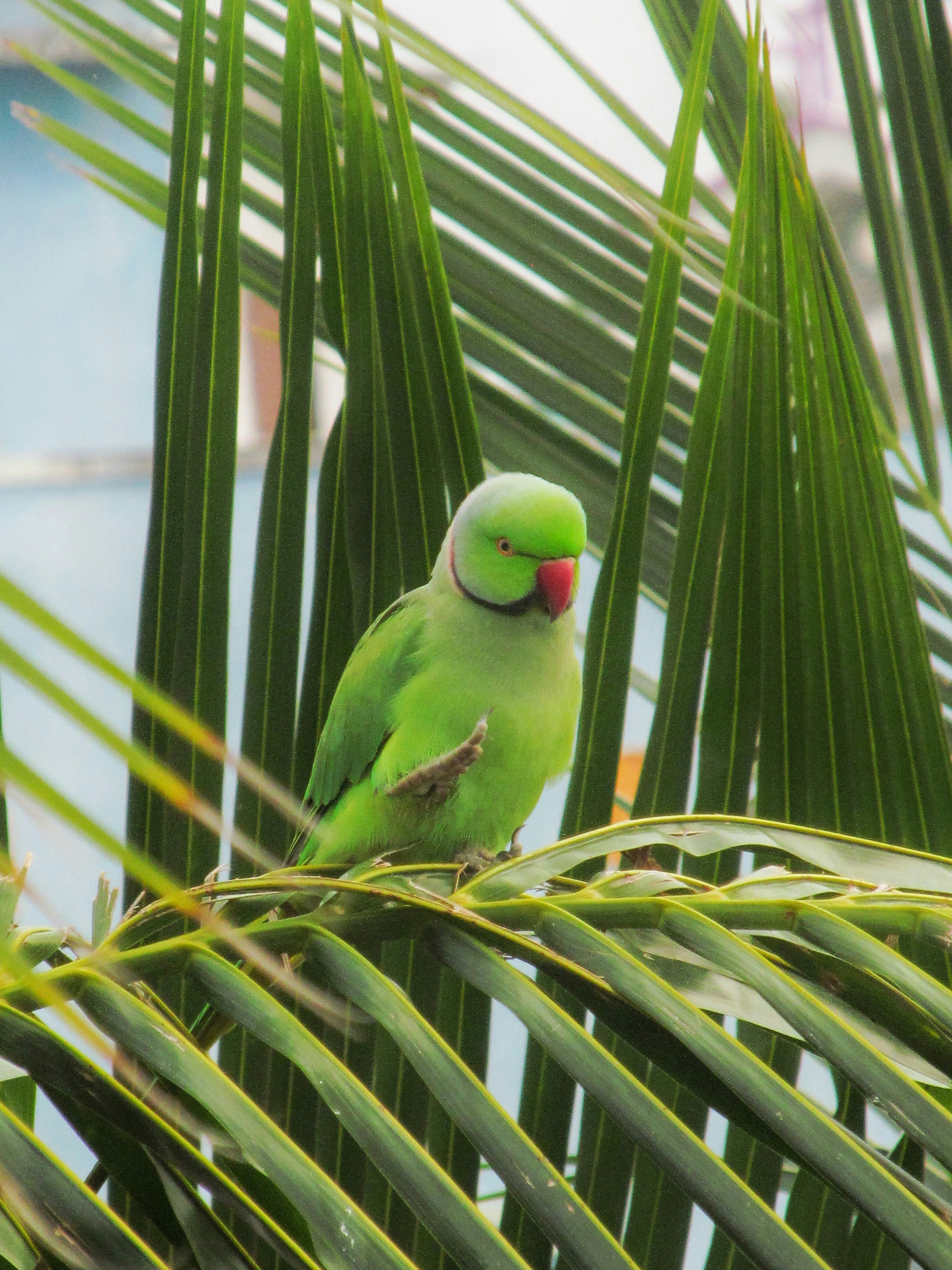 A green parrot sits on a palm tree.
