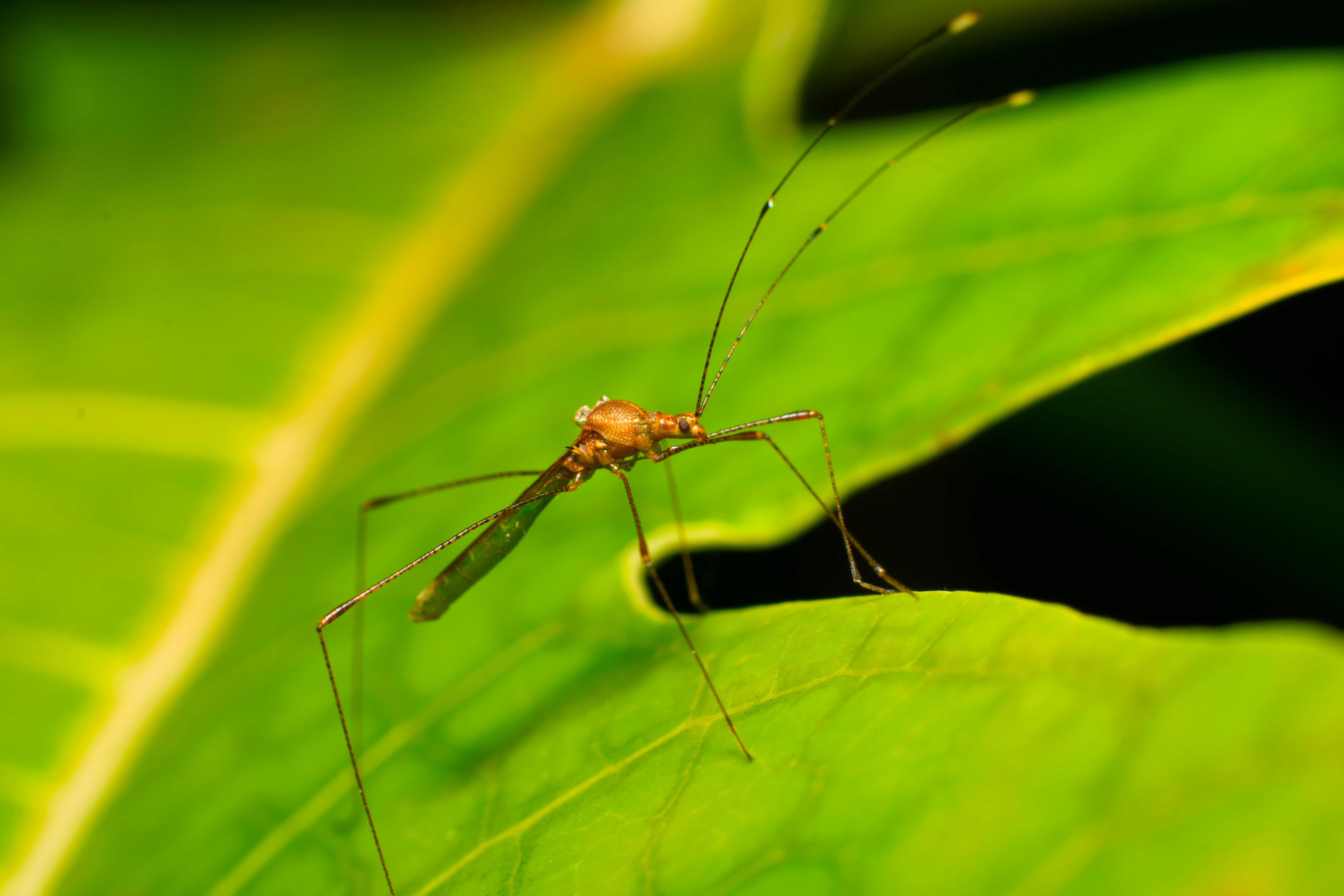 Pequeno inseto sobre a folha, small insect on the leaf. macro photography. | A mosquito rests on a vibrant green leaf.