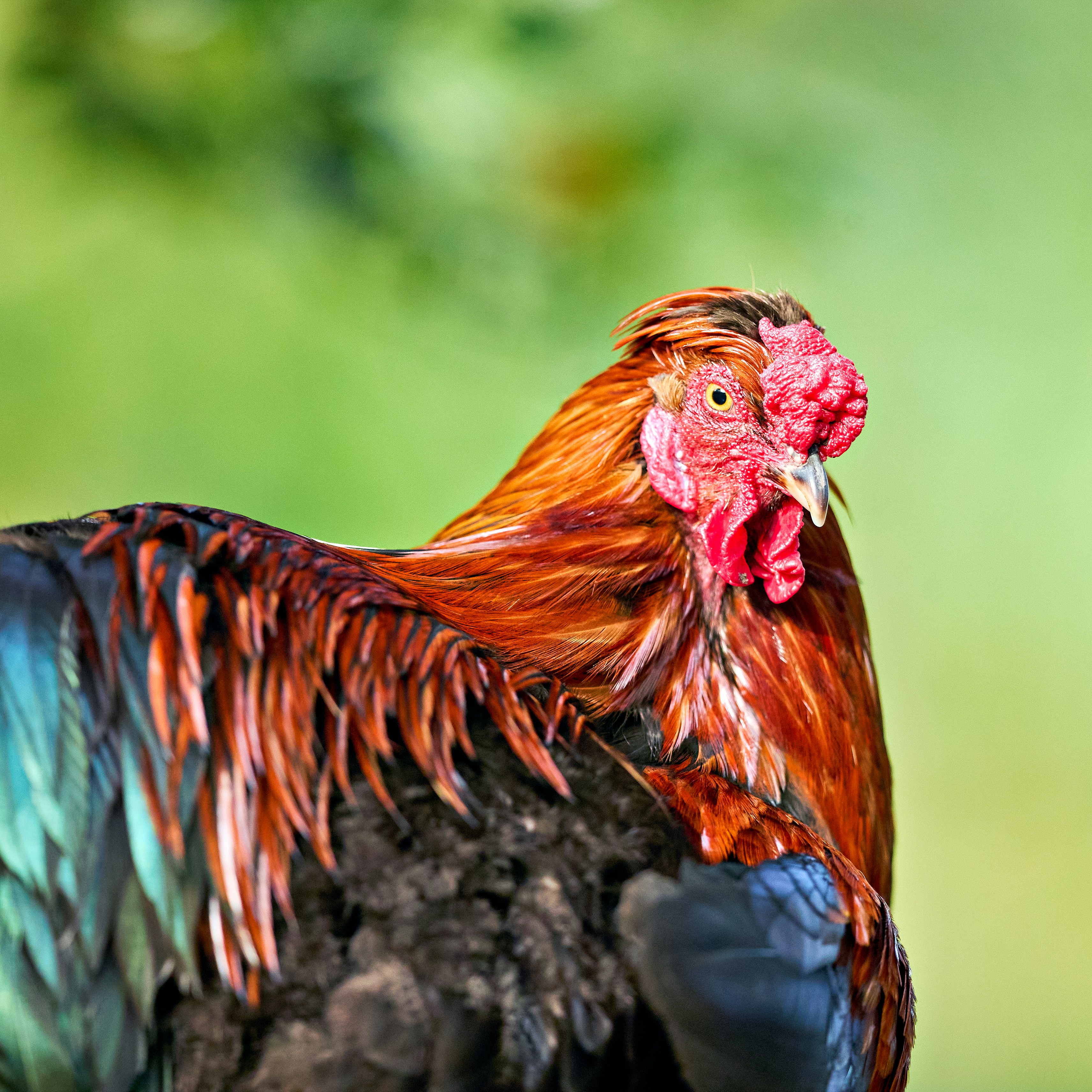 Vibrant rooster with striking red comb, golden eye, and colorful iridescent plumage against a soft green, natural background. | A close-up of a colorful rooster with a red comb.