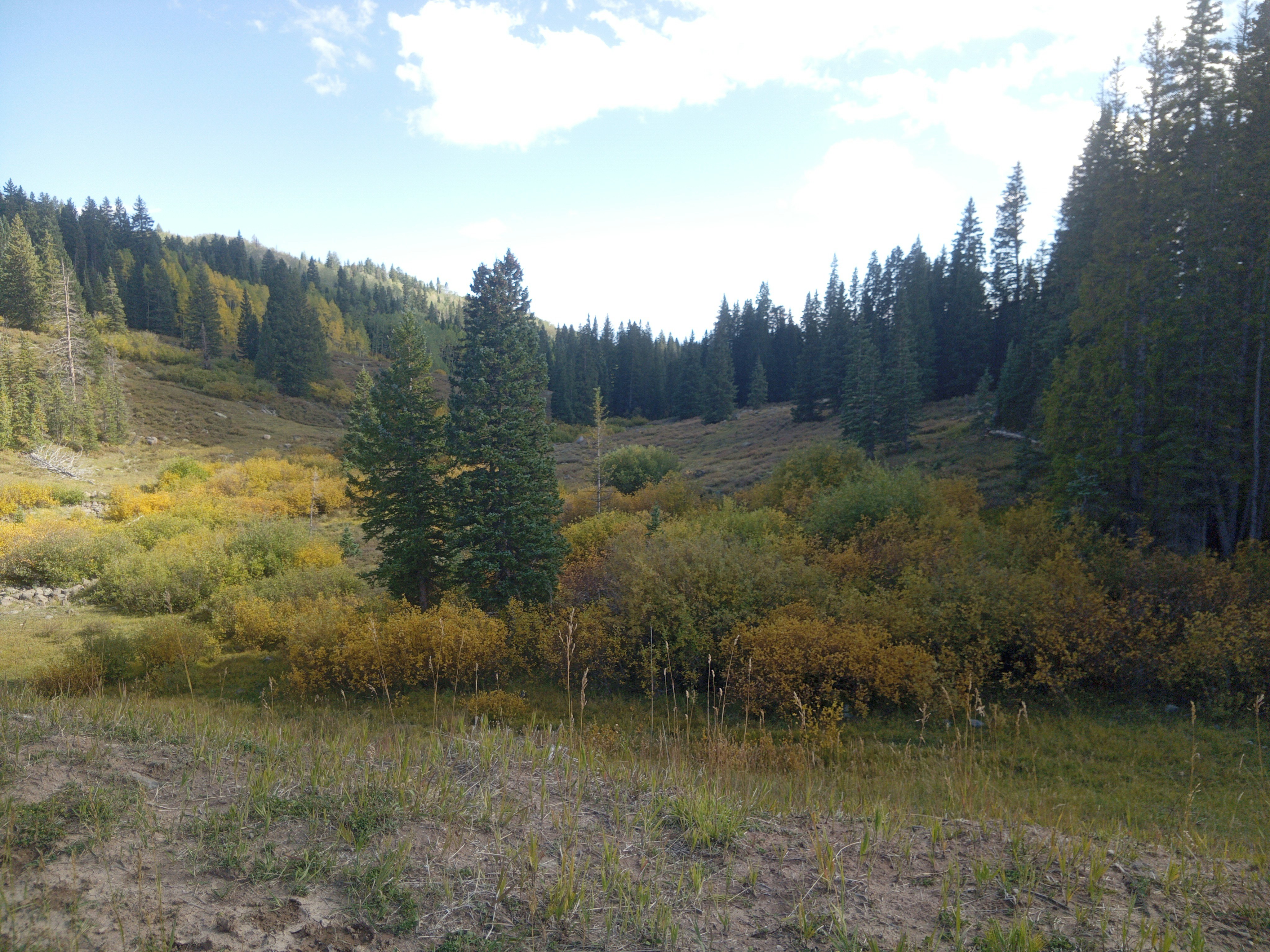Vibrant autumn foliage blankets a serene mountain meadow, framed by towering evergreens and a clear blue sky.