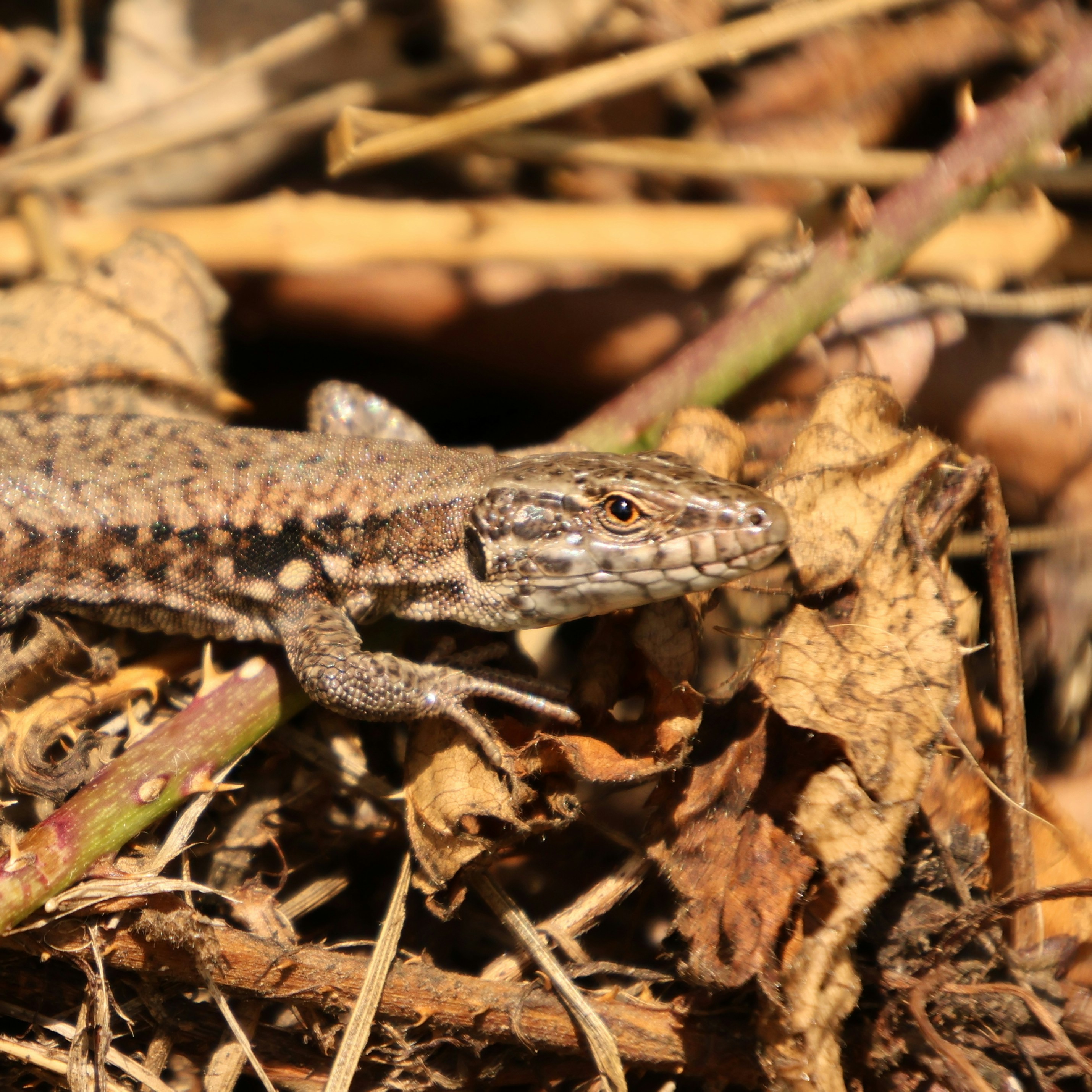 Somewhere between chill and prehistoric. | A small lizard rests among dry leaves and twigs.