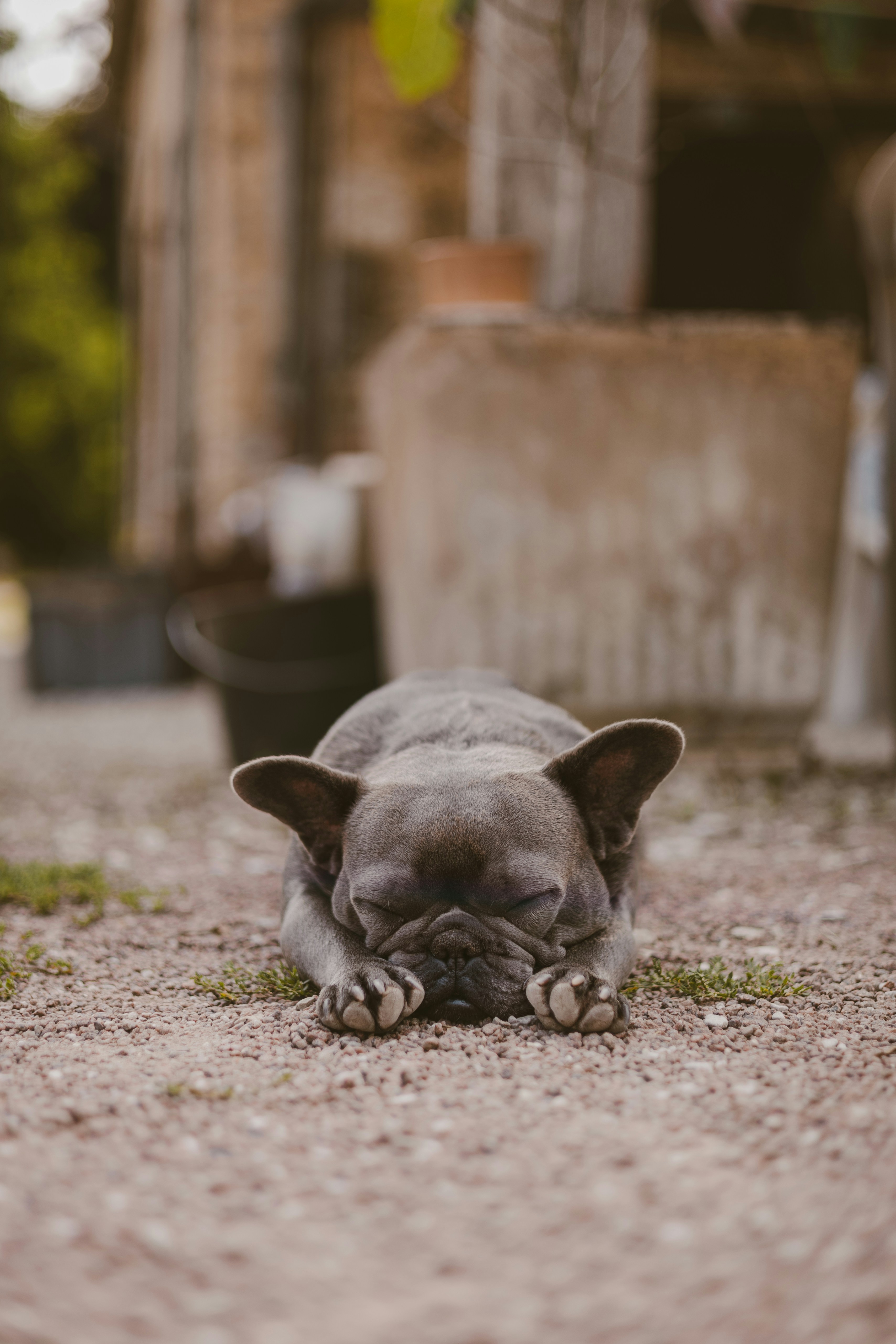 Serene Slumber of a French Bulldog