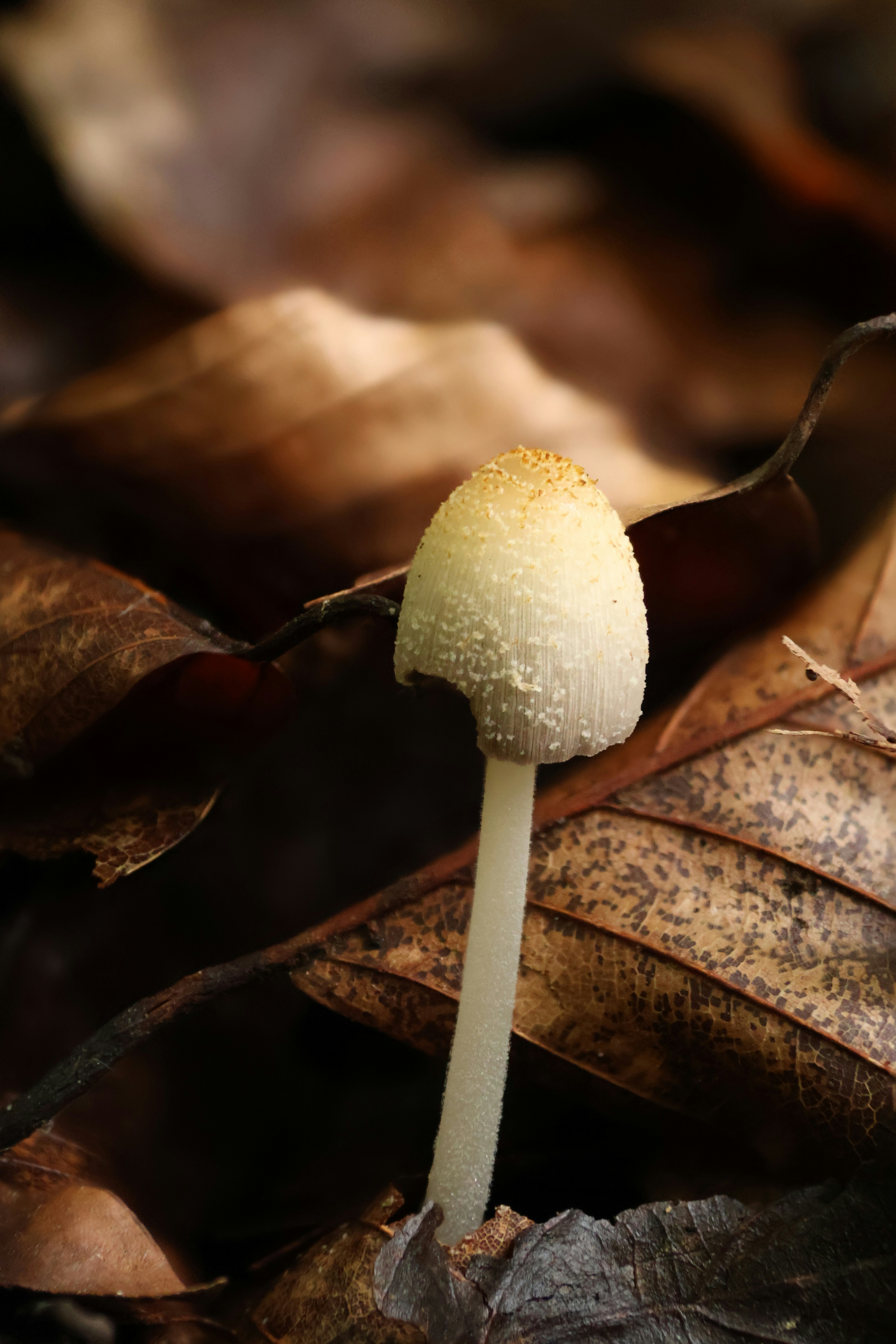 Whispers of the Forest Floor