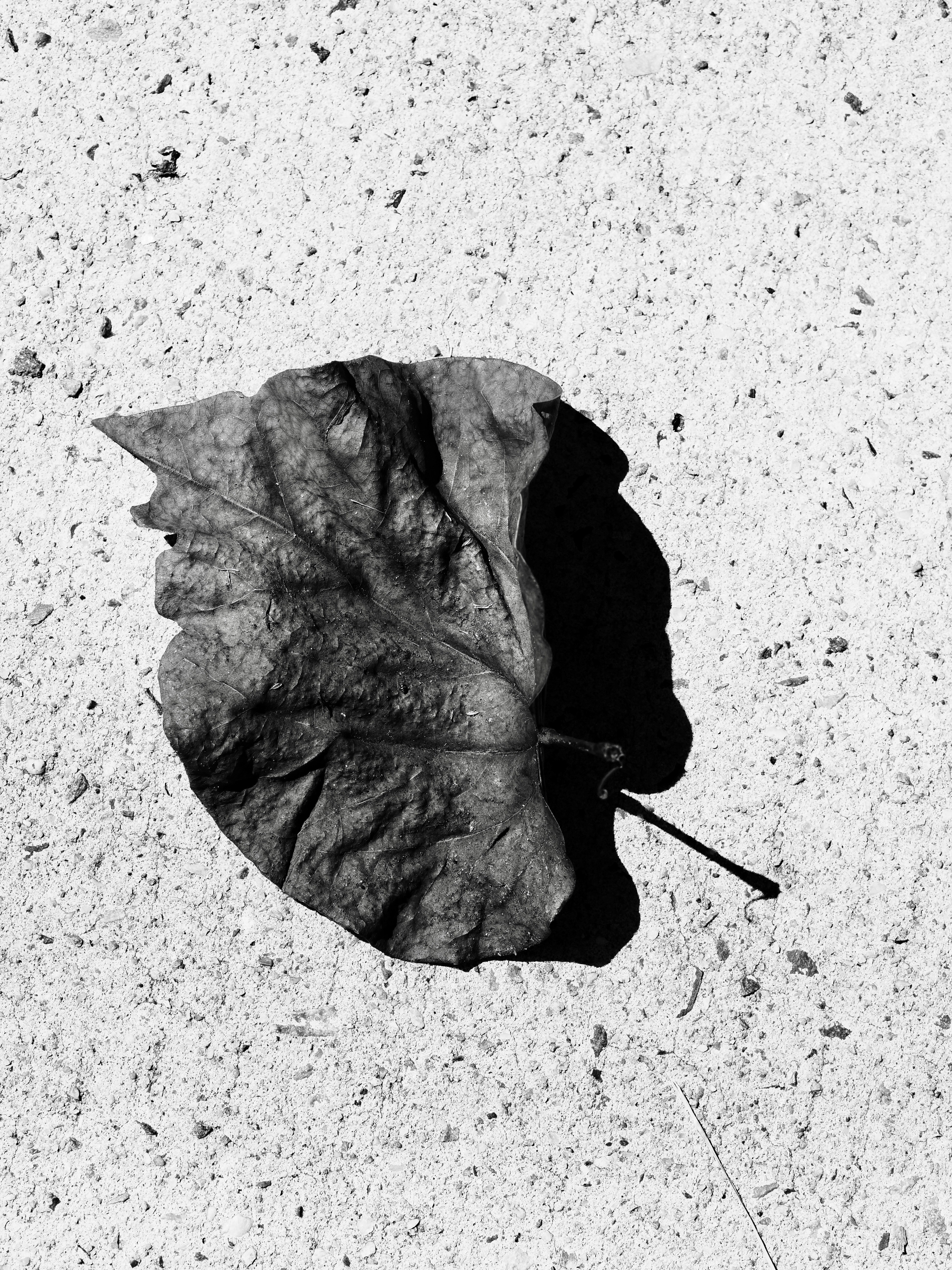 Silent Elegance of Nature's Decay