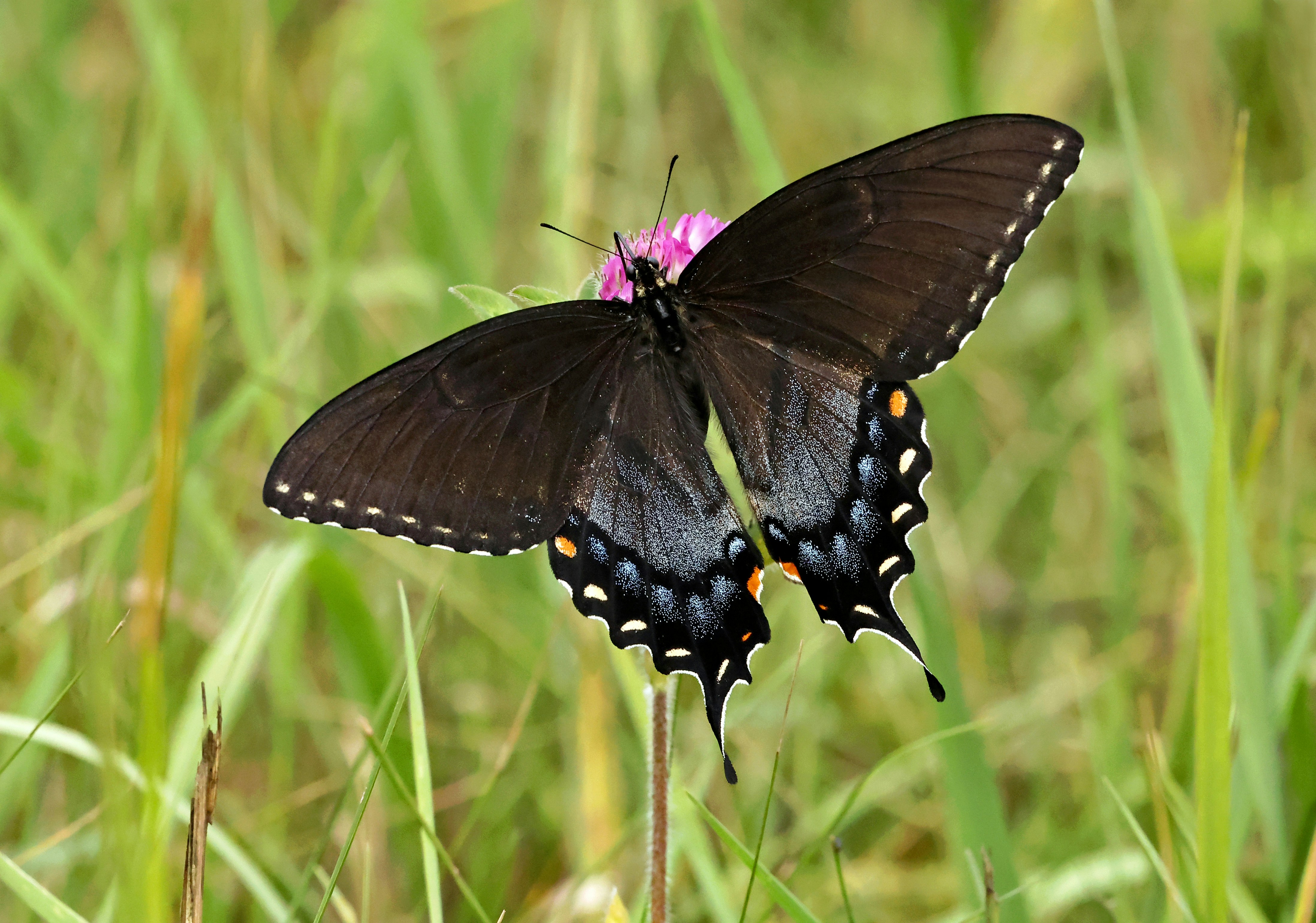 Eastern Tiger Swallowtail (Papilio glaucus), female, dark color form Ice Age National Scientific Reserve Unit, Baraboo, WI, USA taken: 8/2/2023, image no: 2A7A7163aaa2025 | A dark butterfly with blue markings rests on a flower.