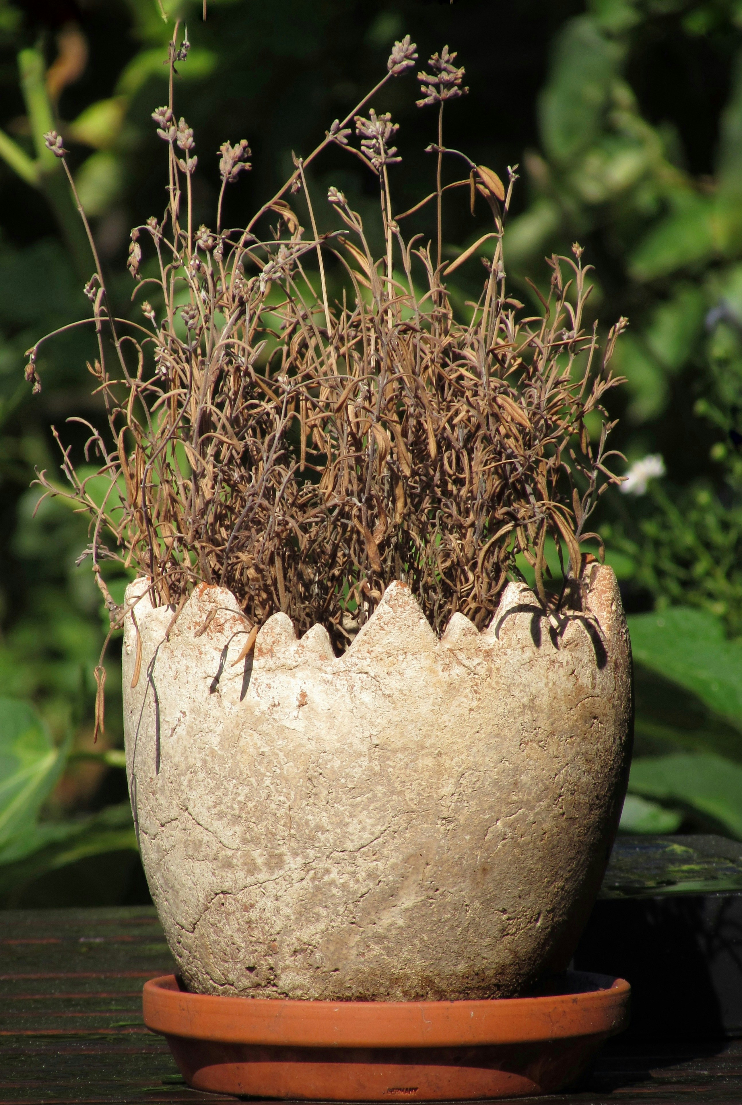Lavender in a pot waiting for next season | A dried lavender plant in a cracked pot.
