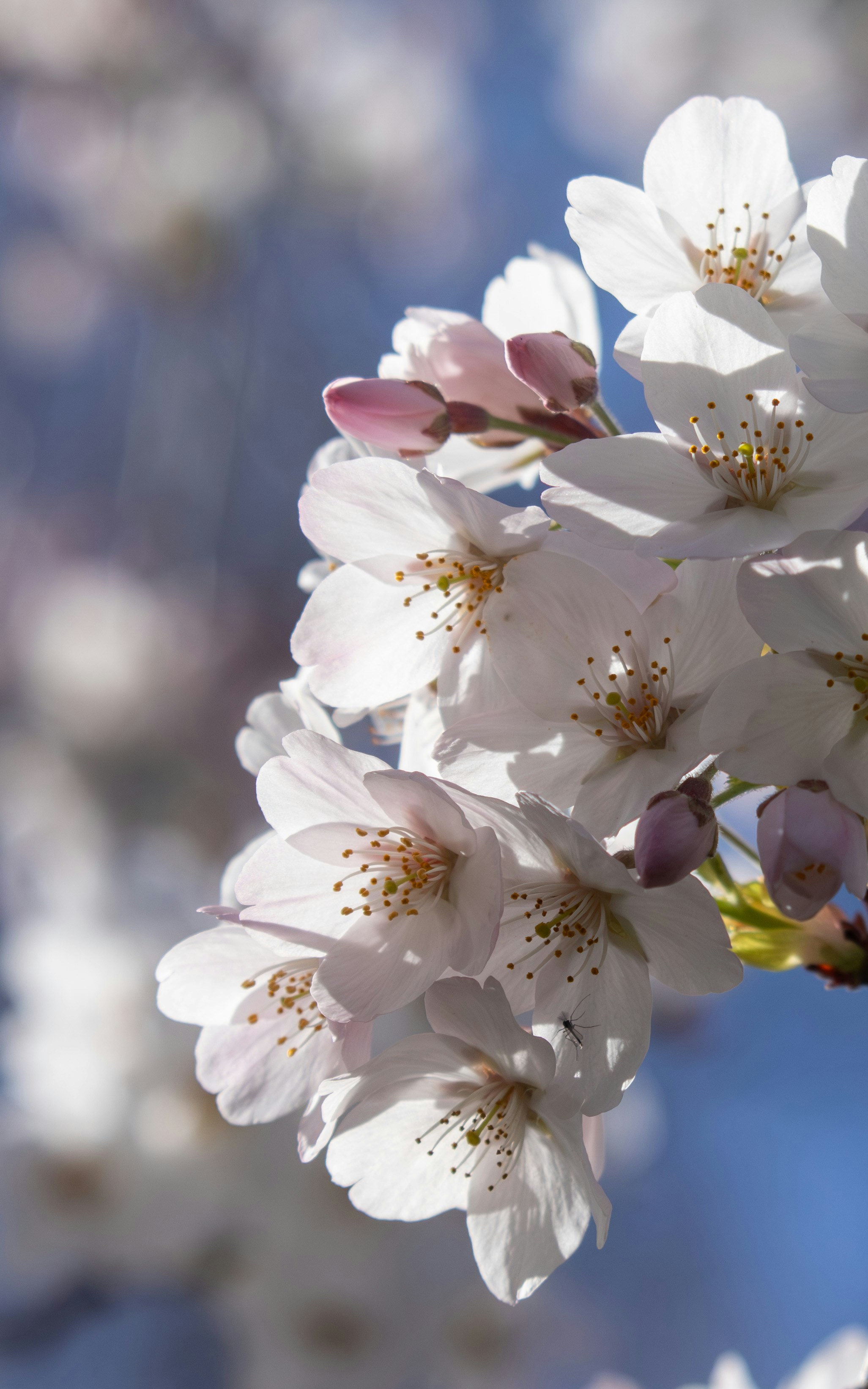 Close-up of delicate white cherry blossoms against blue sky.