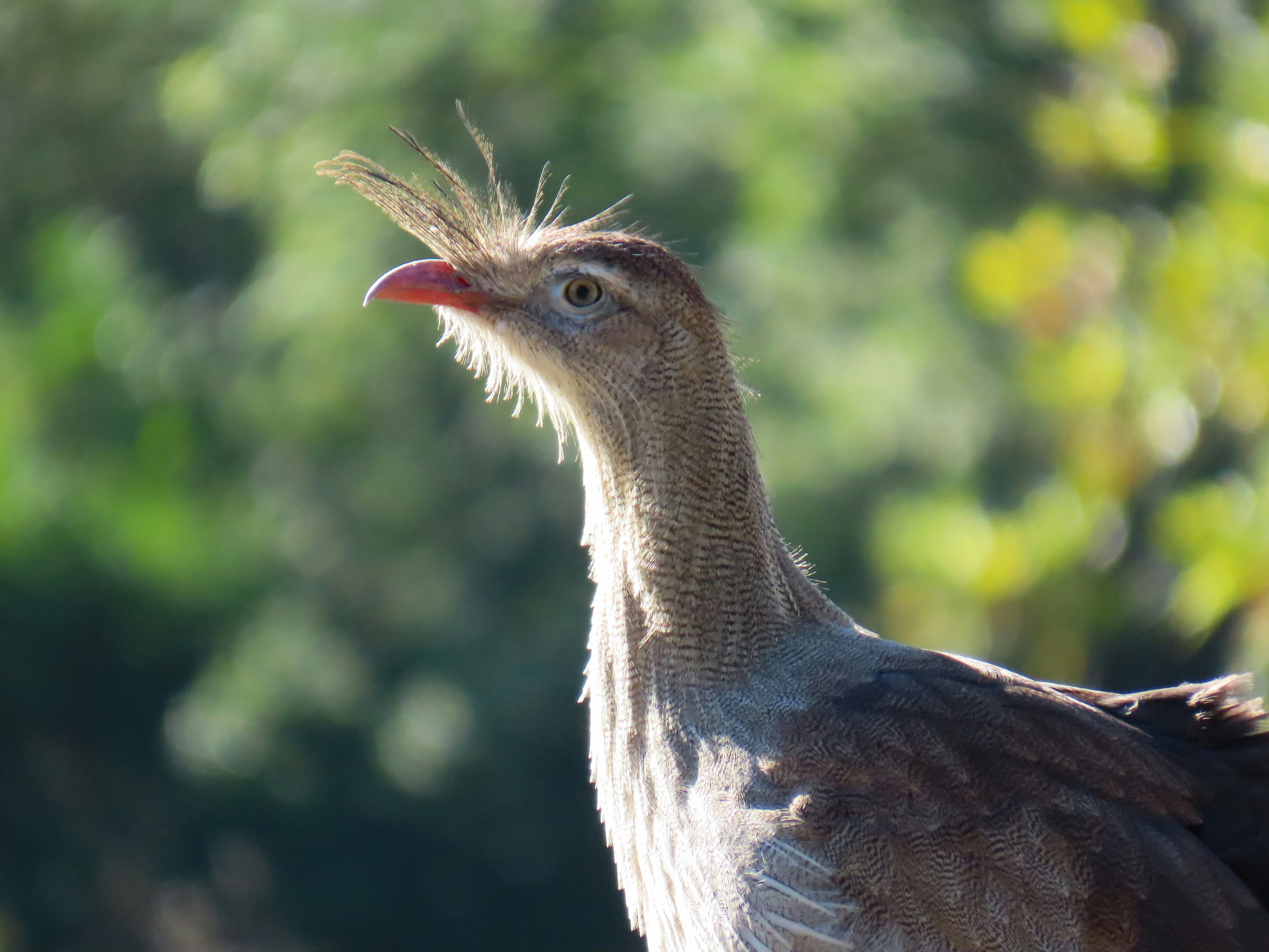 Seriema/Red-legged Seriema (Cariama cristata) | A bird with a crest and red beak