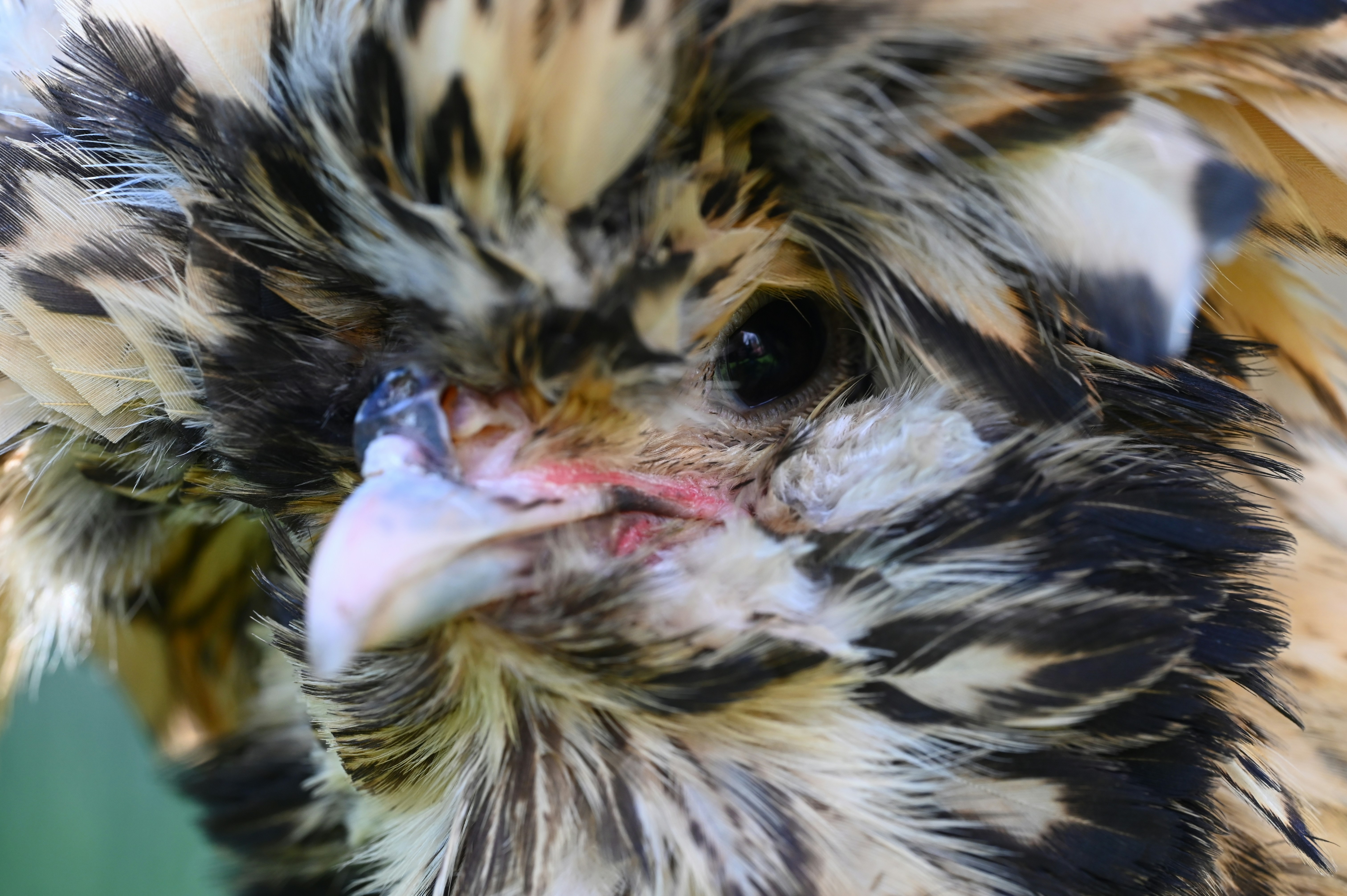 The Quirky Charm of a Feathered Wonder