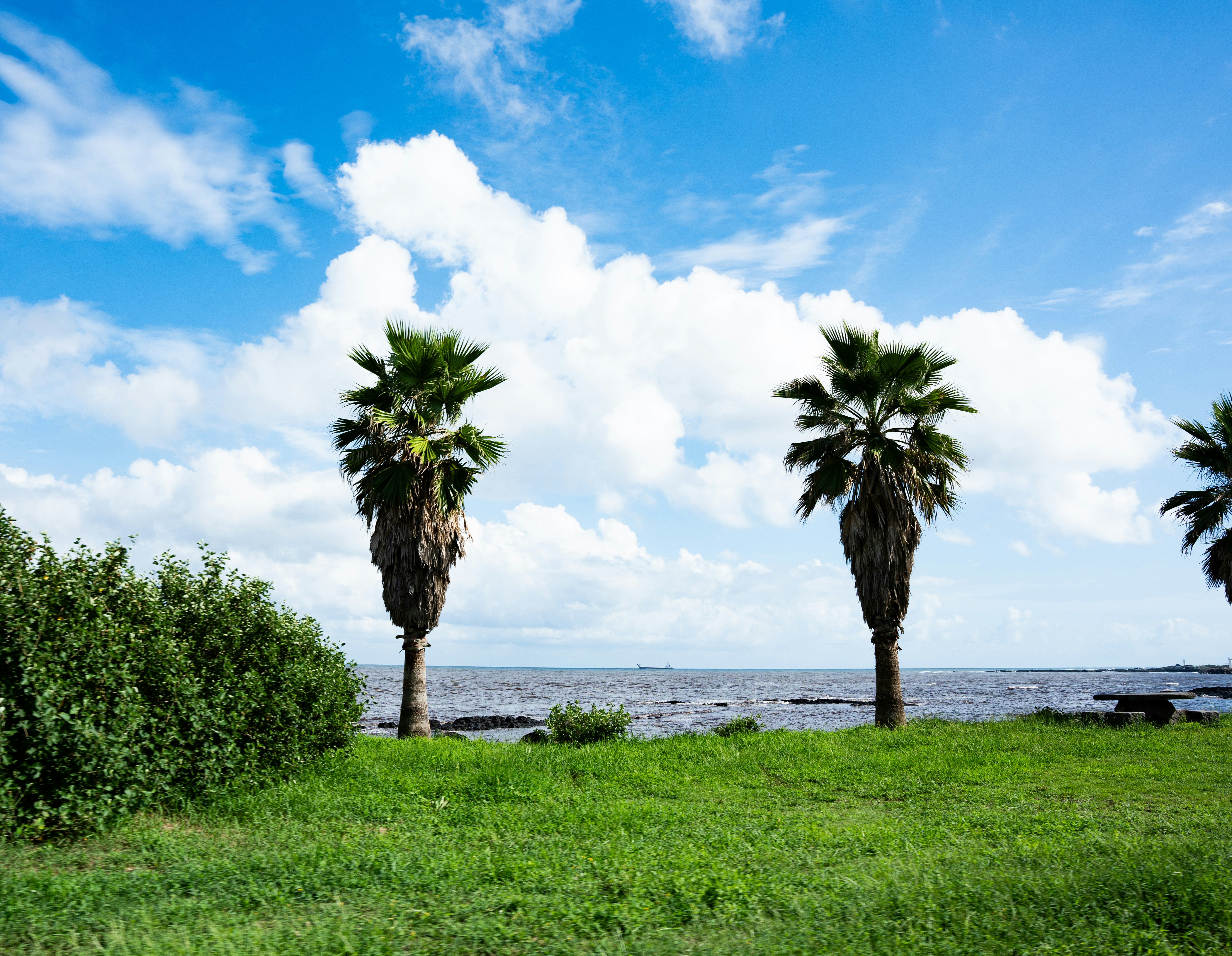 Tropical Serenity by the Shoreline