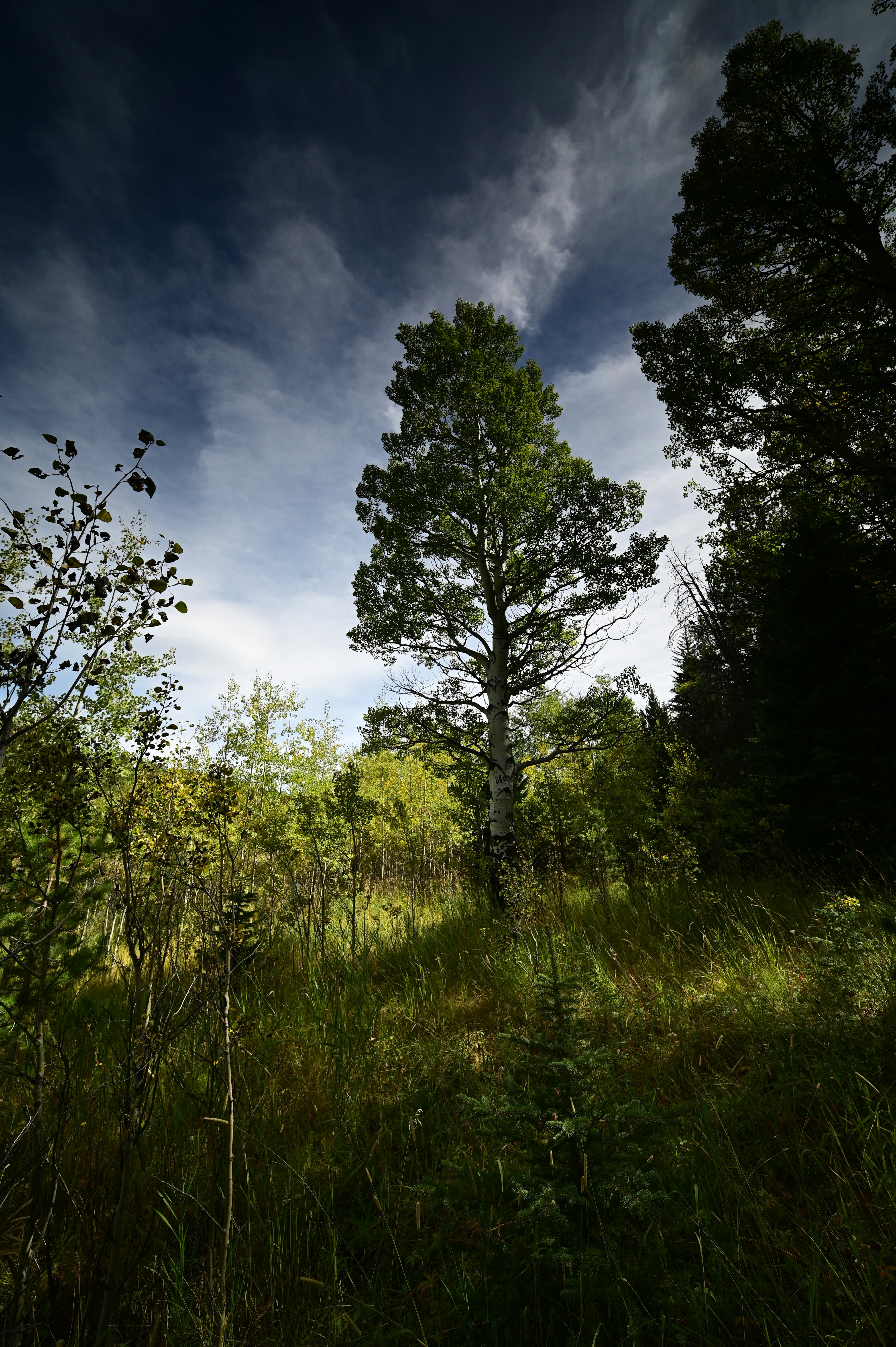 Tall tree stands in a grassy, sunlit forest clearing.
