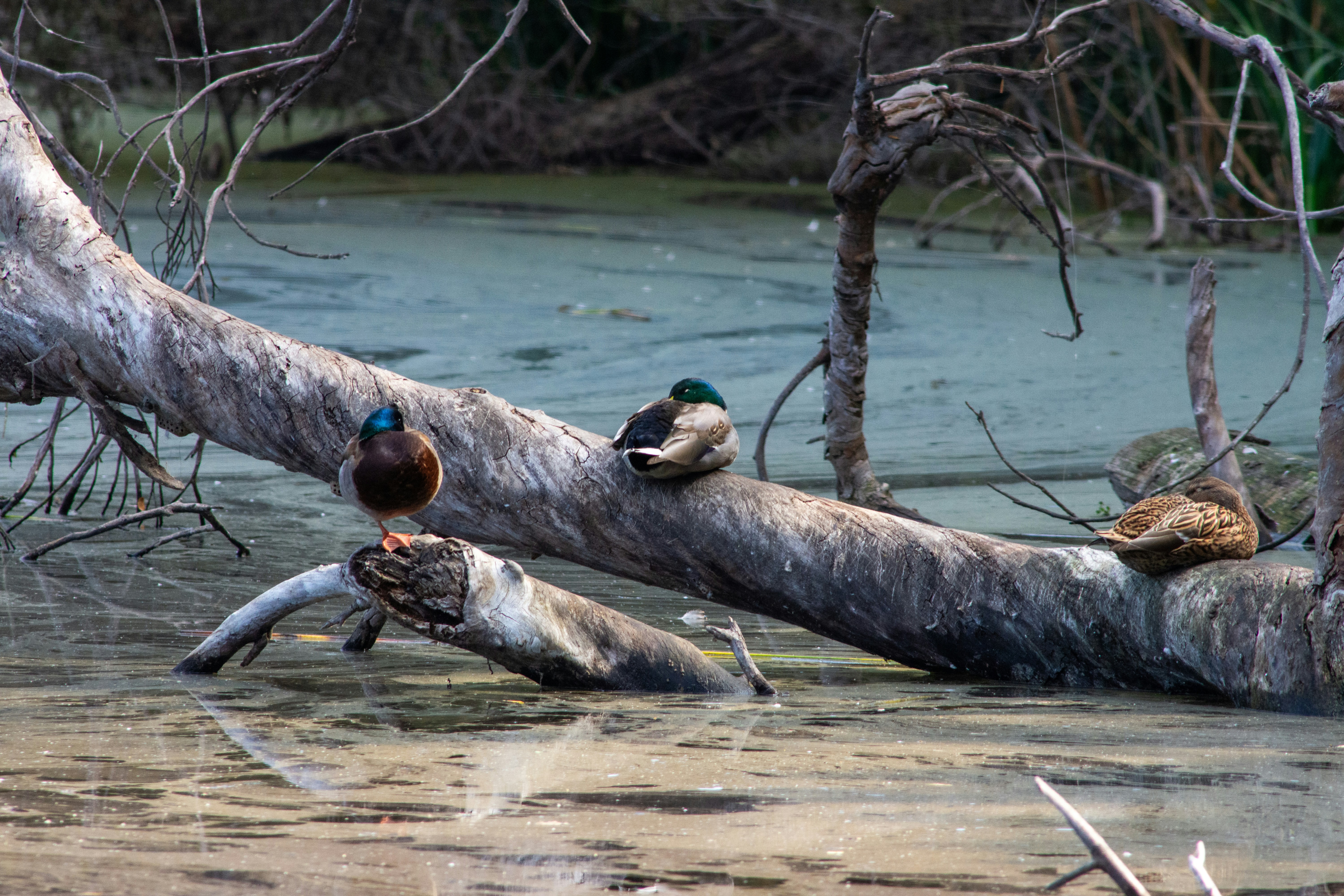 Mallards on a Weathered Log: Quiet River Reverie