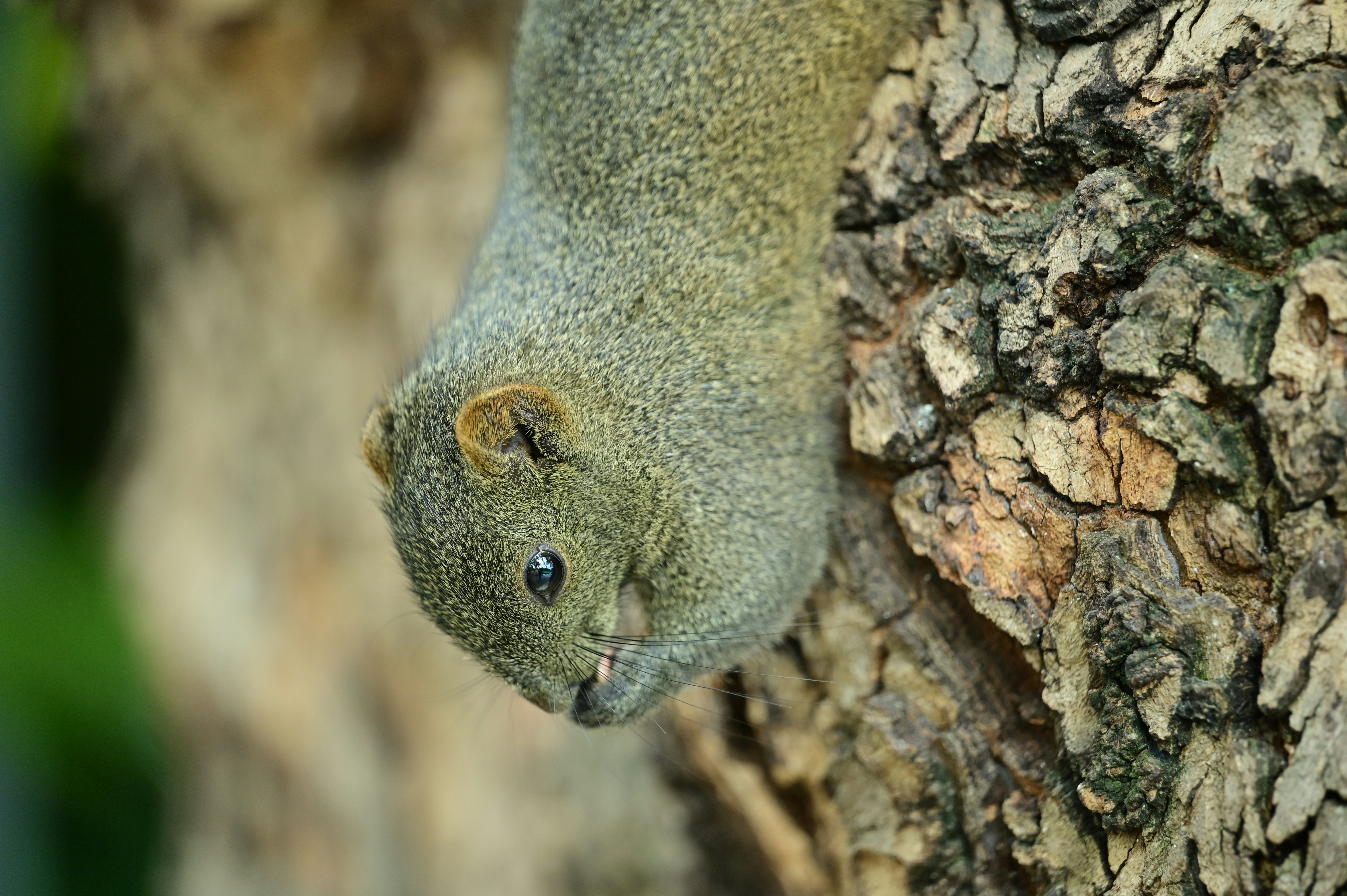 Nature's Climber: A Squirrel's Perspective