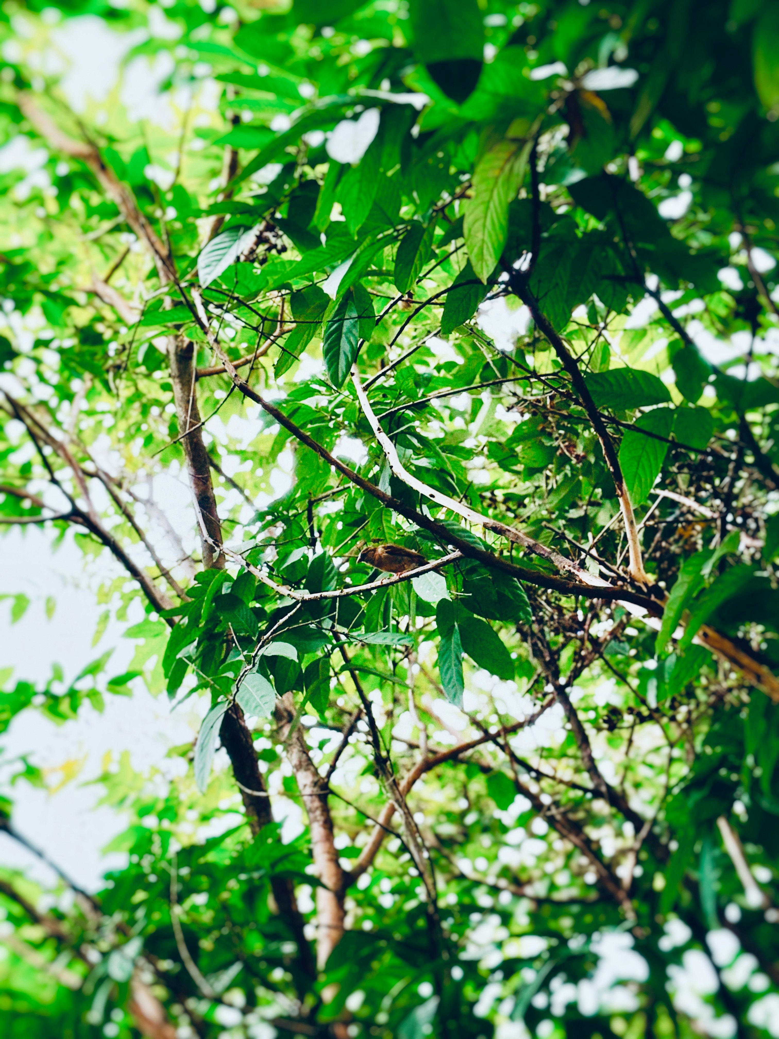 A moment of pause… even the tiniest of birds needs time to rest its wings, to gather itself, and to prepare for the next flight. It is so amazing to capture this amazing shot of a bird taking pause throughout its day and thinking about its next challenge. Maybe it’s to find food, maybe to build a home, or maybe just to witness another wonder of the world. Capturing this pause reminded me that even in the rush of life, every creature deserves a moment to breathe before embracing its next challenge. 🌿✨