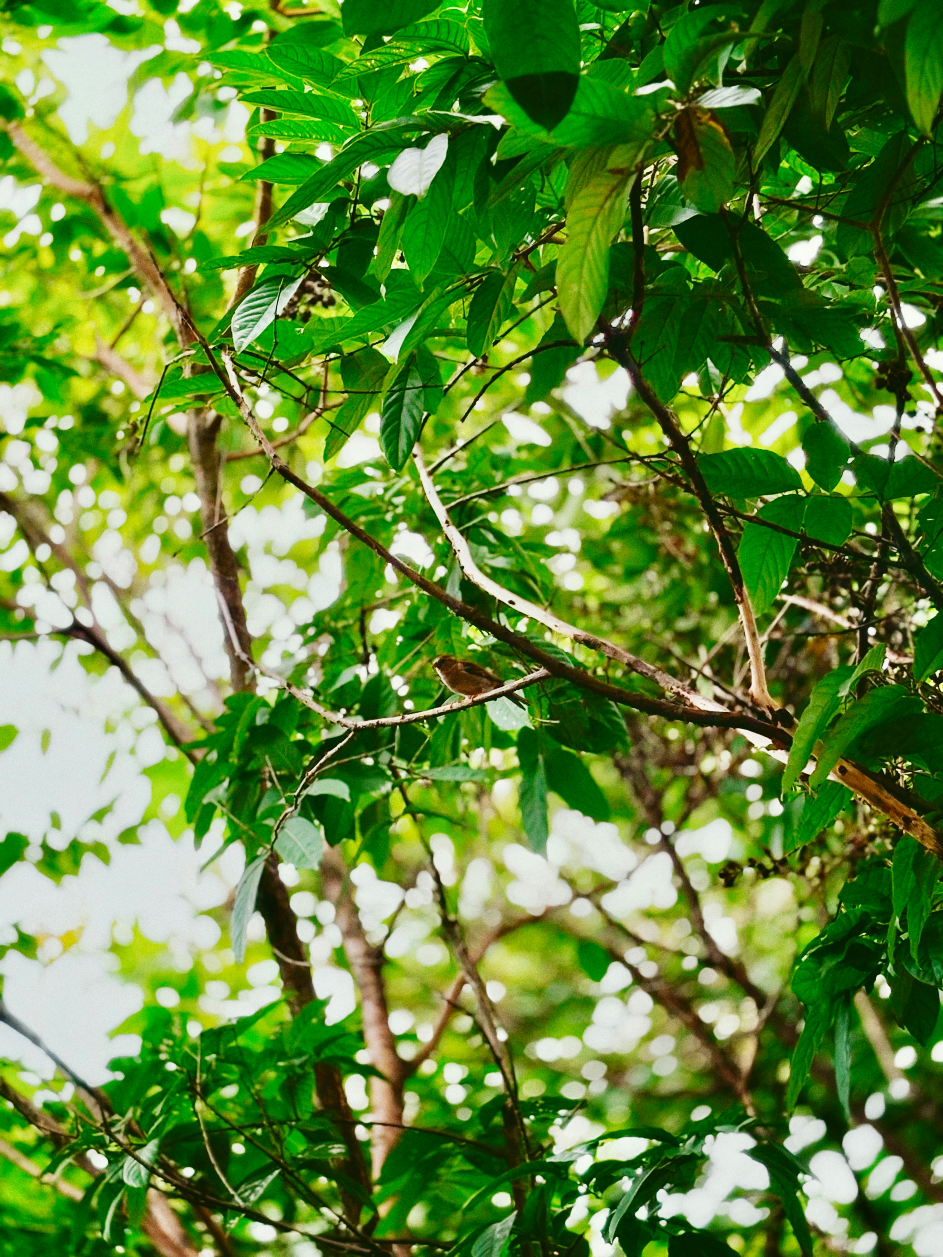 A moment of pause… even the tiniest of birds needs time to rest its wings, to gather itself, and to prepare for the next flight. It is so amazing to capture this amazing shot of a bird taking pause throughout its day and thinking about its next challenge. Maybe it’s to find food, maybe to build a home, or maybe just to witness another wonder of the world. Capturing this pause reminded me that even in the rush of life, every creature deserves a moment to breathe before embracing its next challenge. 🌿✨ | A small bird perched on a tree branch among leaves.