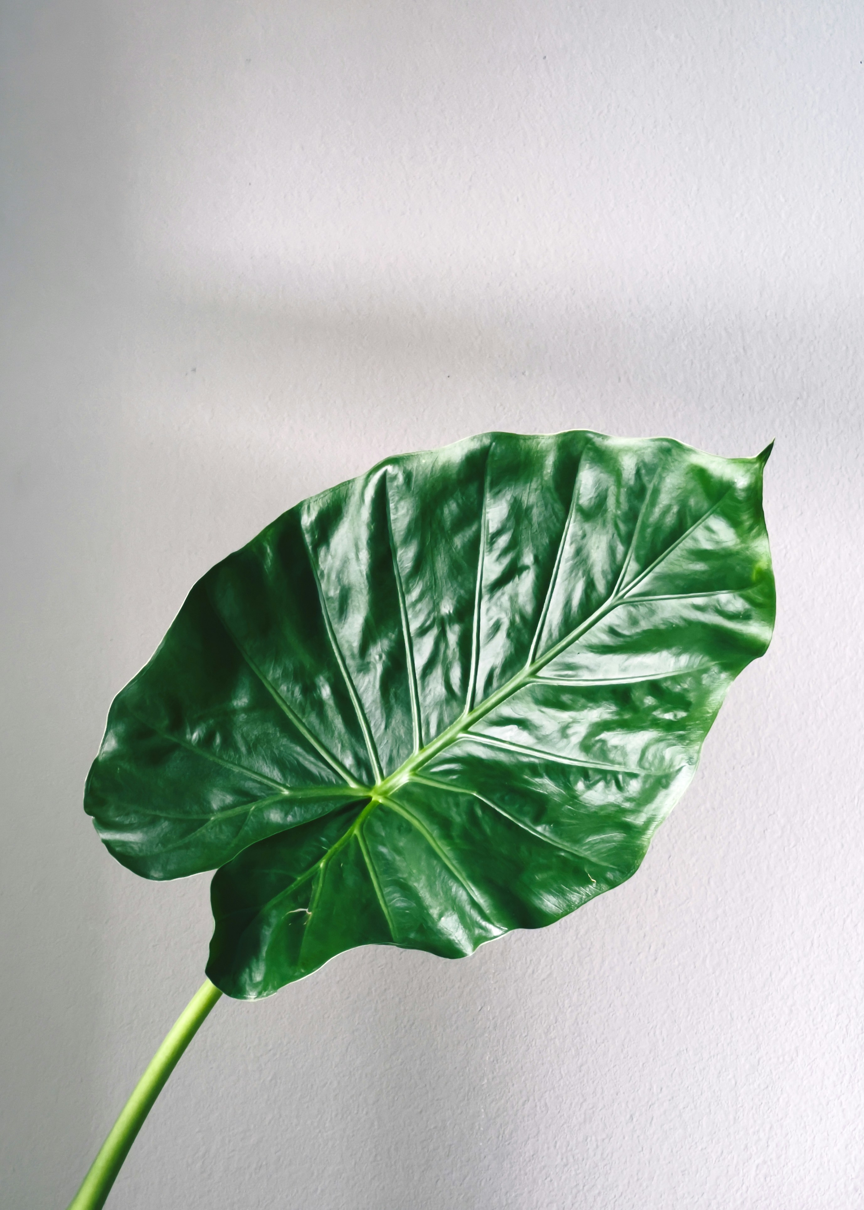 Nature's Elegance: The Leaf's Symphony