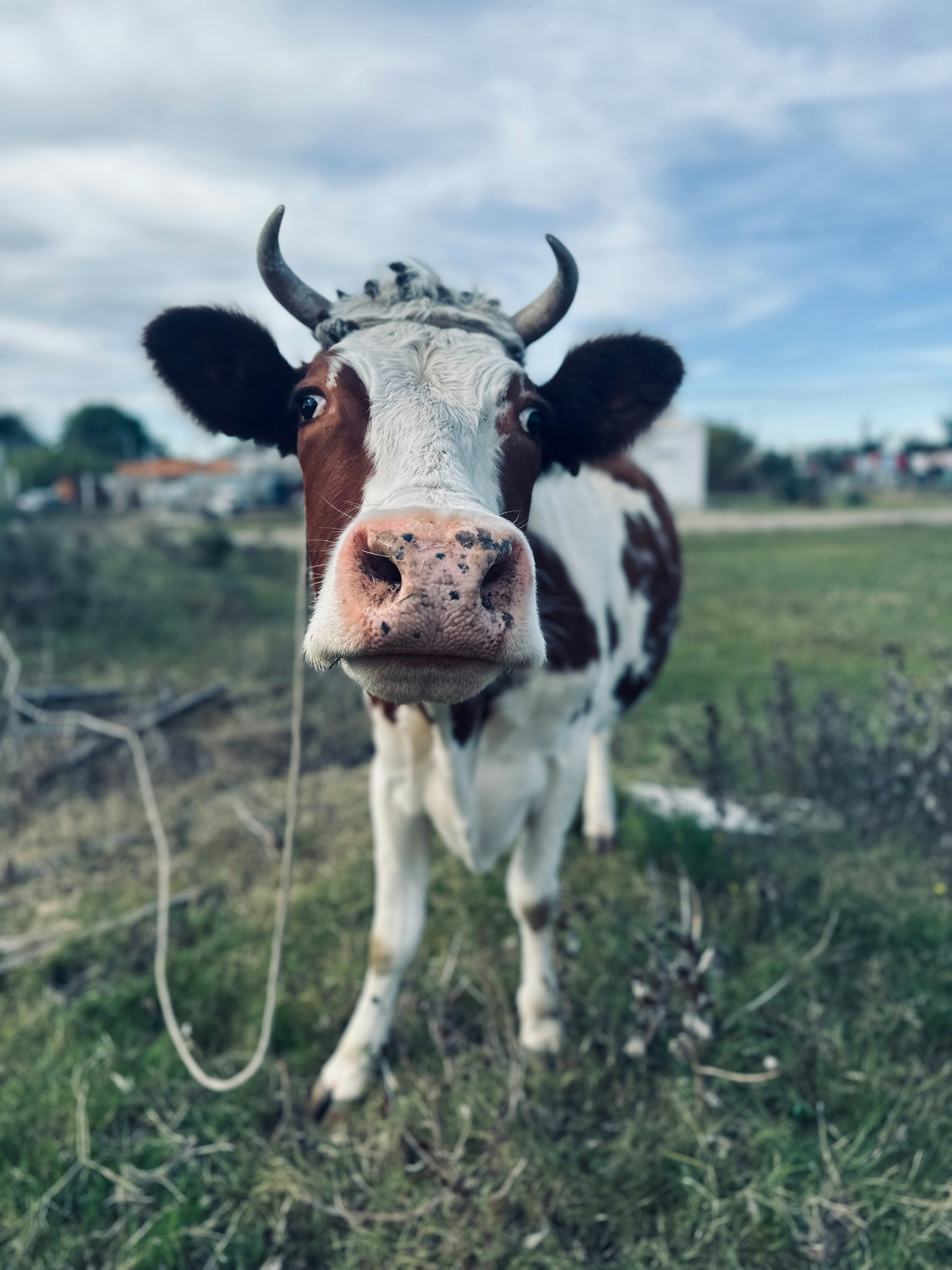 Curious Cow in the Meadow
