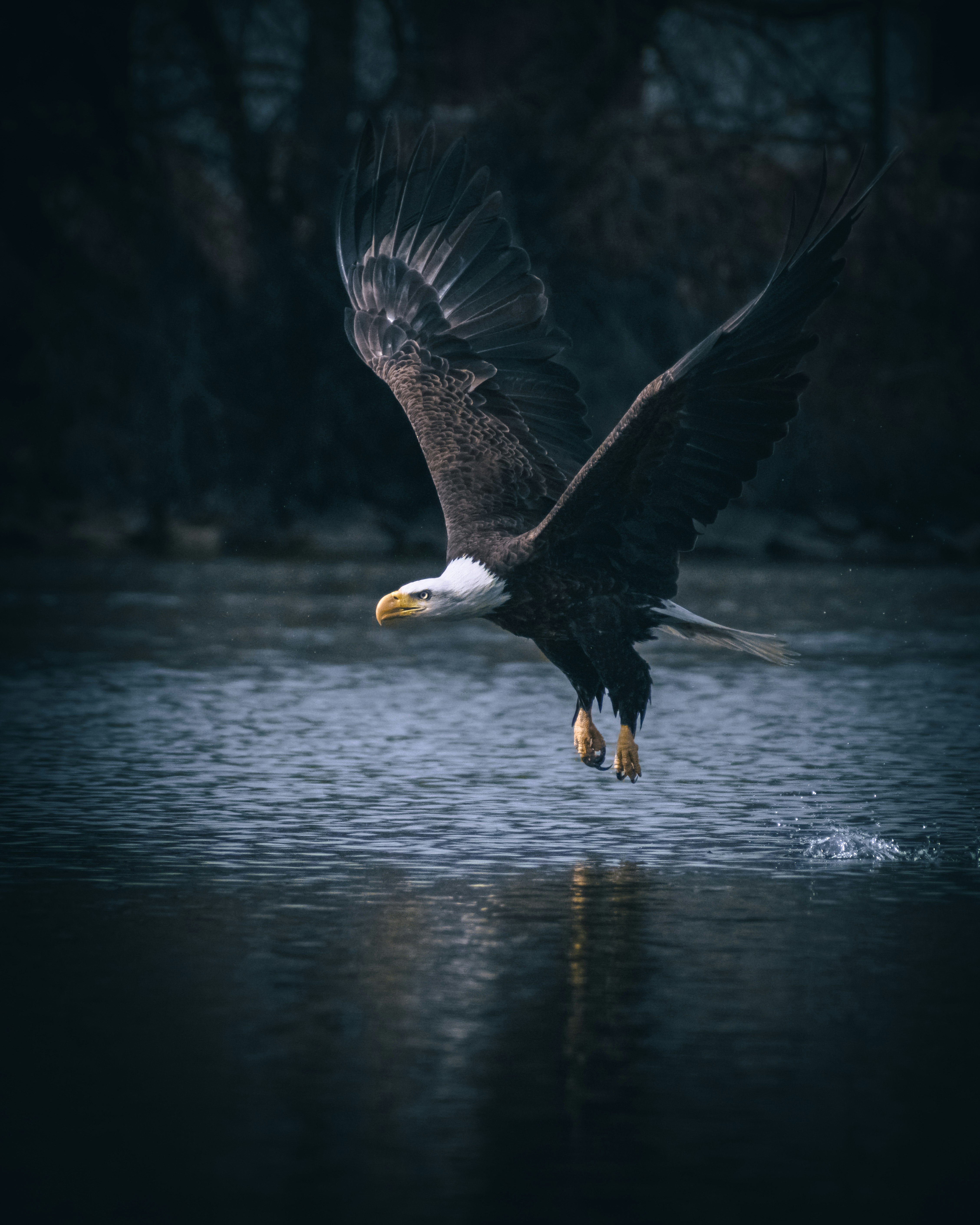 Bald eagle swoops low over dark water
