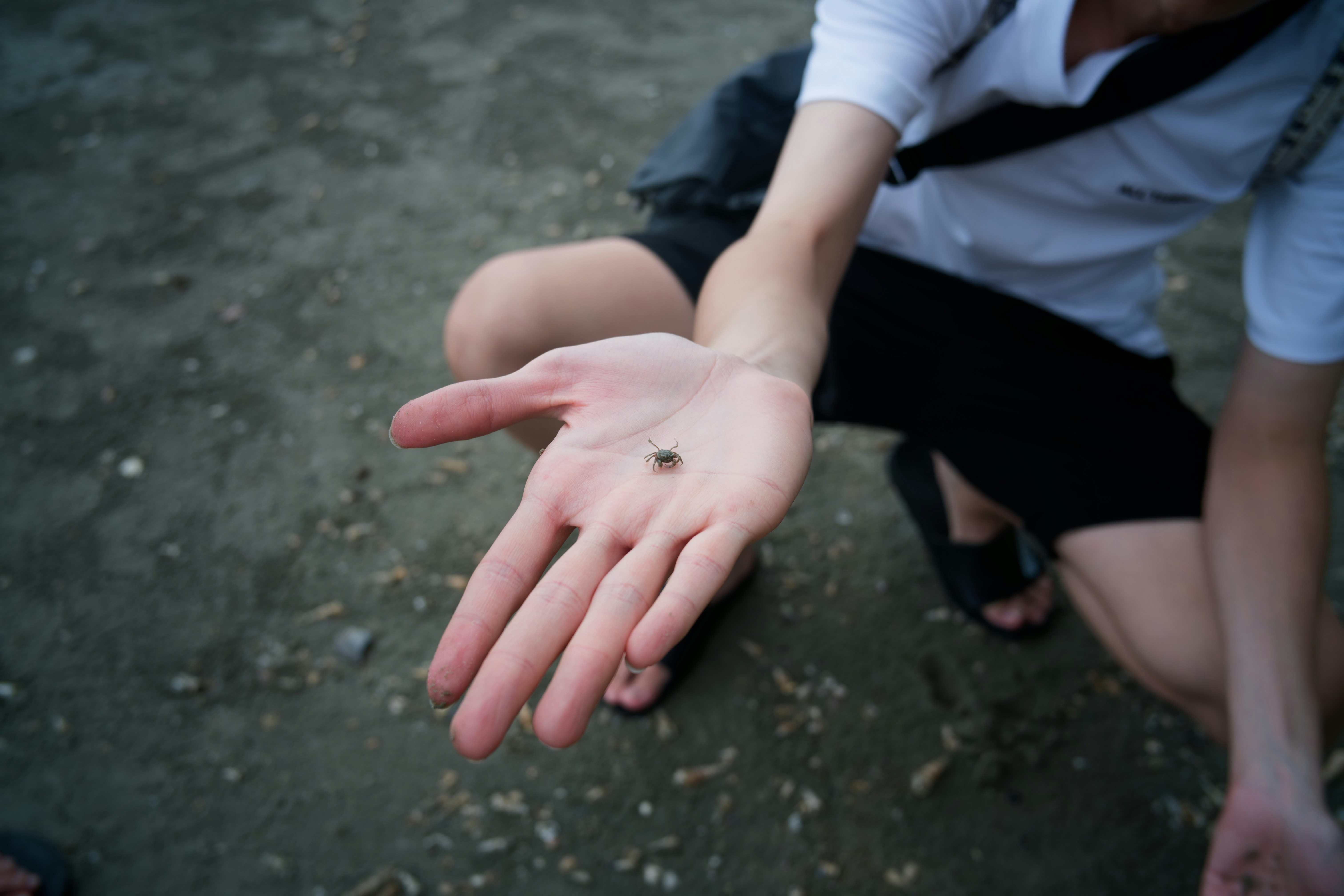 Person holding a small insect in their palm photo – Free Beach Image on ...