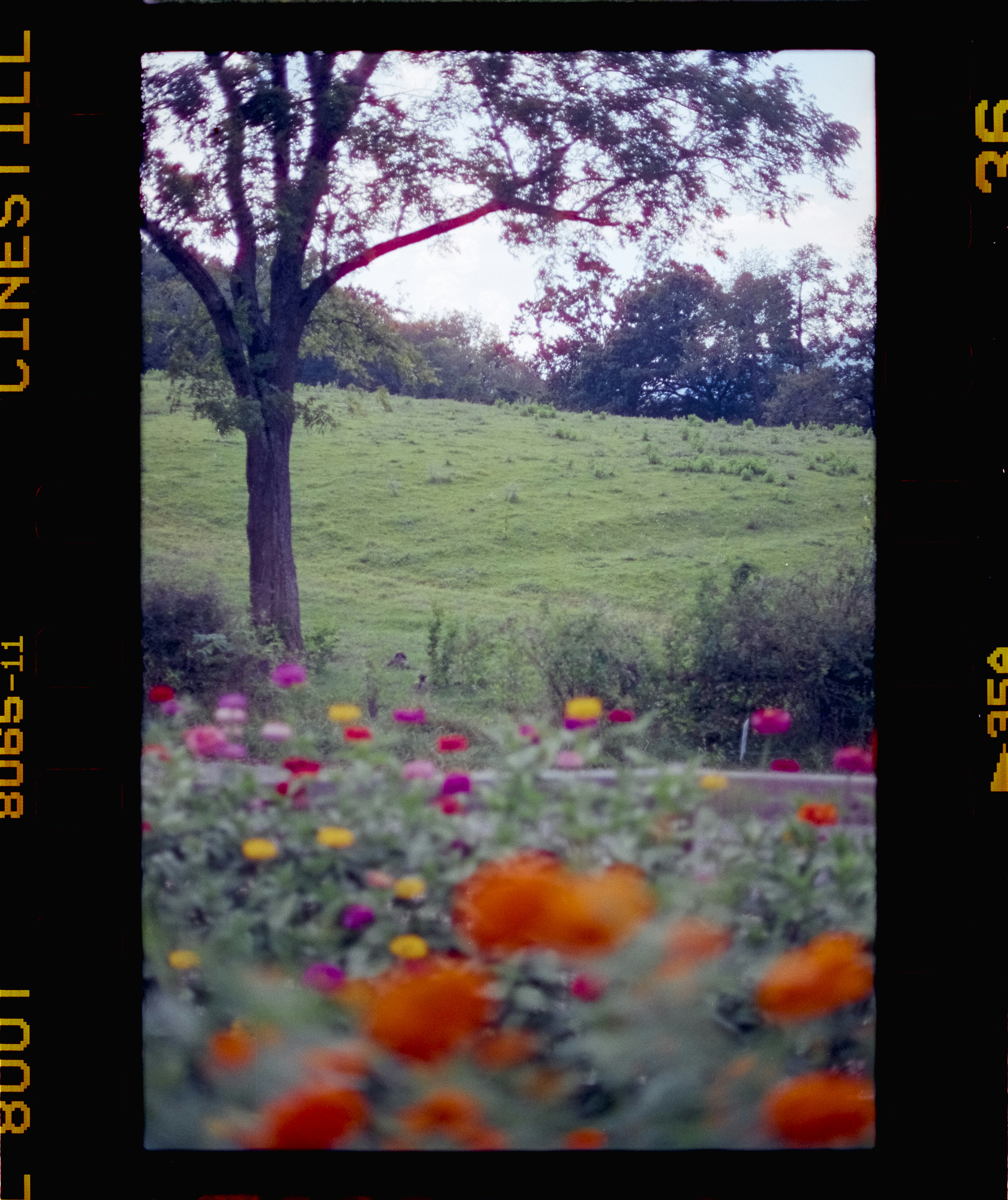 Whispers of Nature's Palette